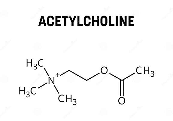 Acetylcholine Structural Formula of Molecular Structure Stock Vector ...