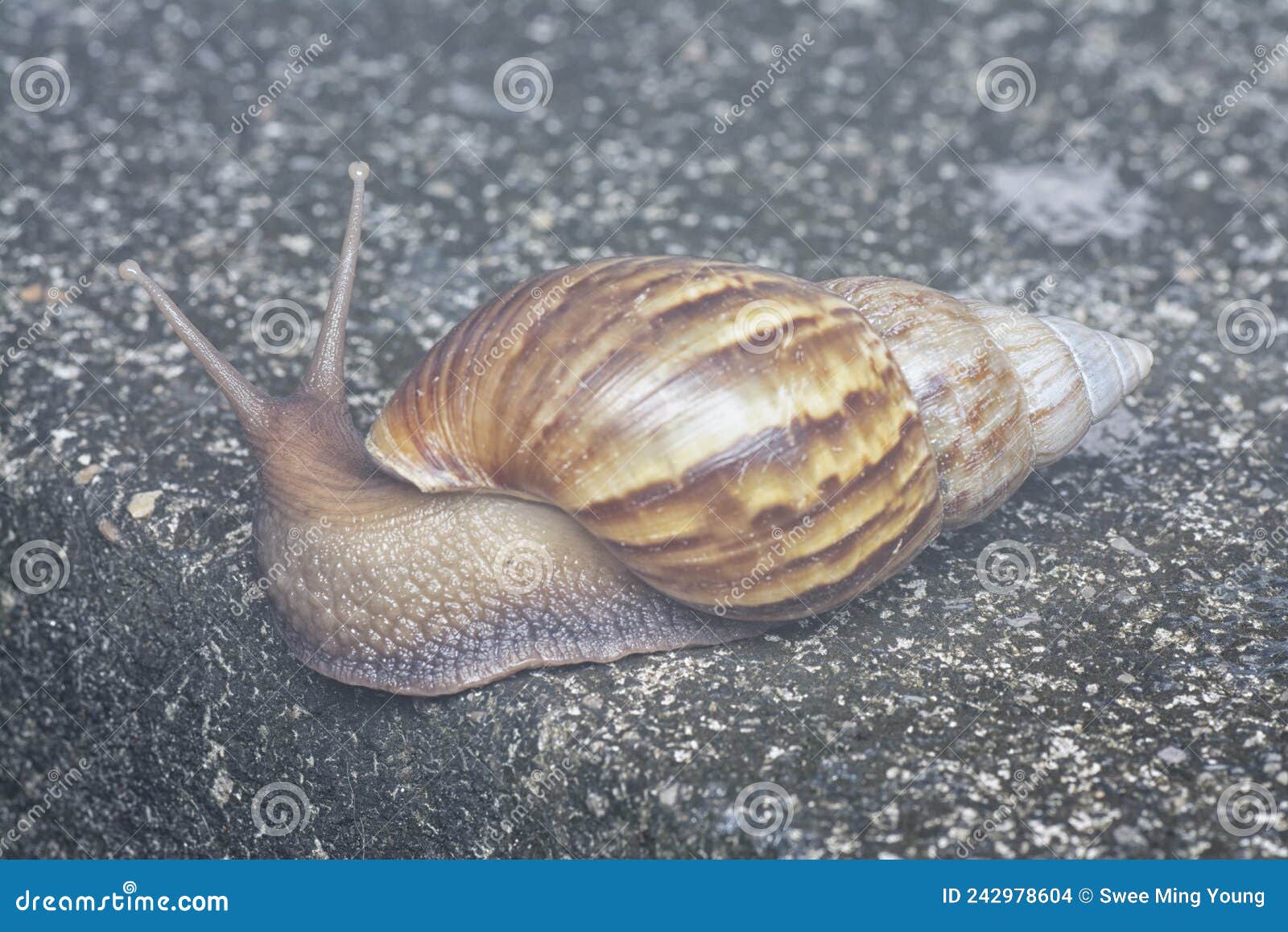 Achatina Fulica Snail Crawling Around the Drain Stock Photo - Image of ...