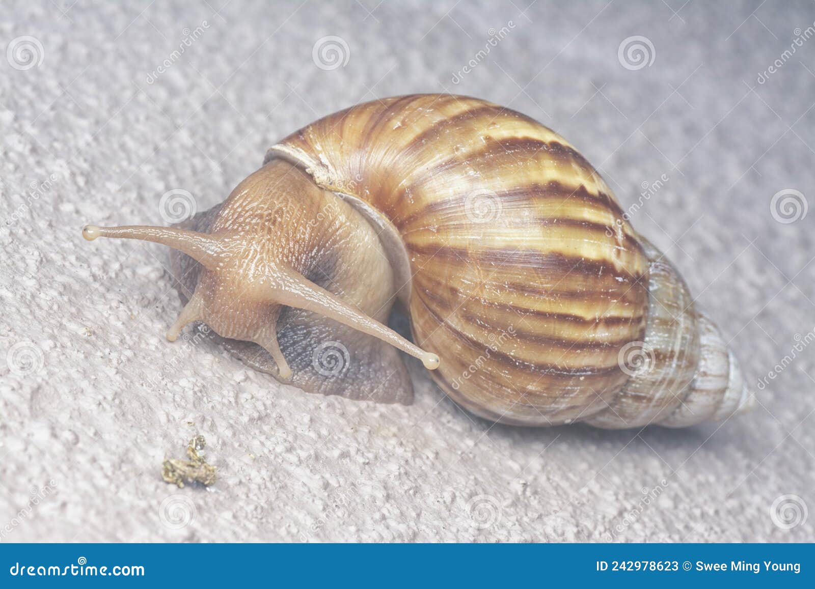 Achatina Fulica Snail Crawling Around the Drain Stock Image - Image of ...