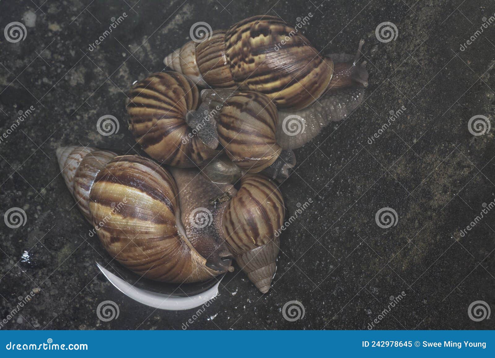 Achatina Fulica Snail Crawling Around the Drain Stock Image - Image of ...