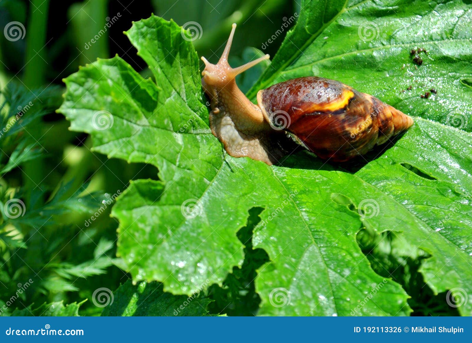 The Achatina Fulica Snail is Crawling on a Squash Leaf. Stock Photo ...