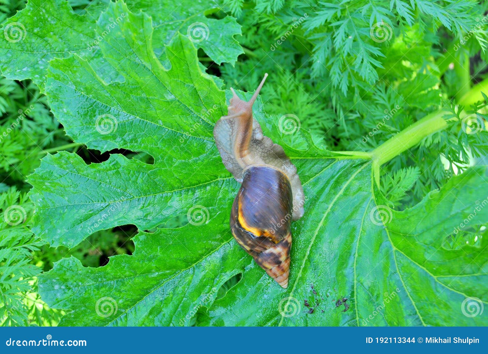 The Achatina Fulica Snail is Crawling on a Squash Leaf. Stock Photo ...