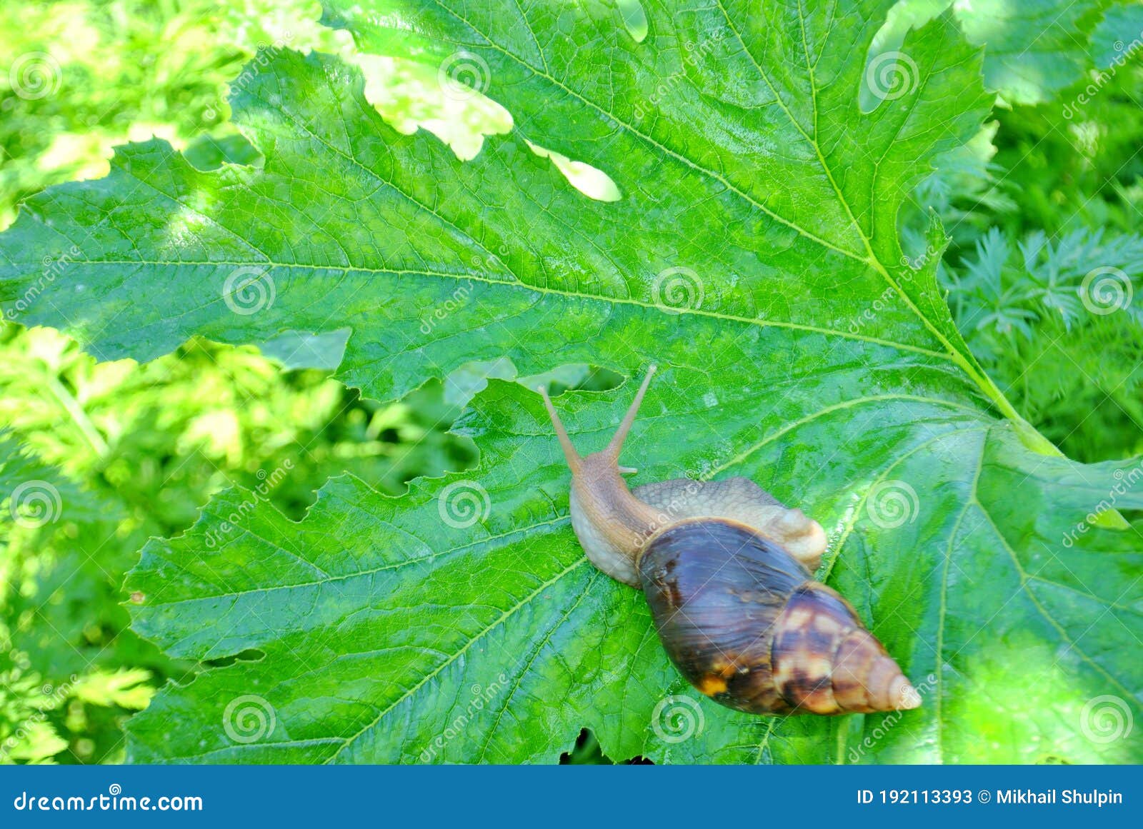 The Achatina Fulica Snail is Crawling on a Squash Leaf. Stock Image ...
