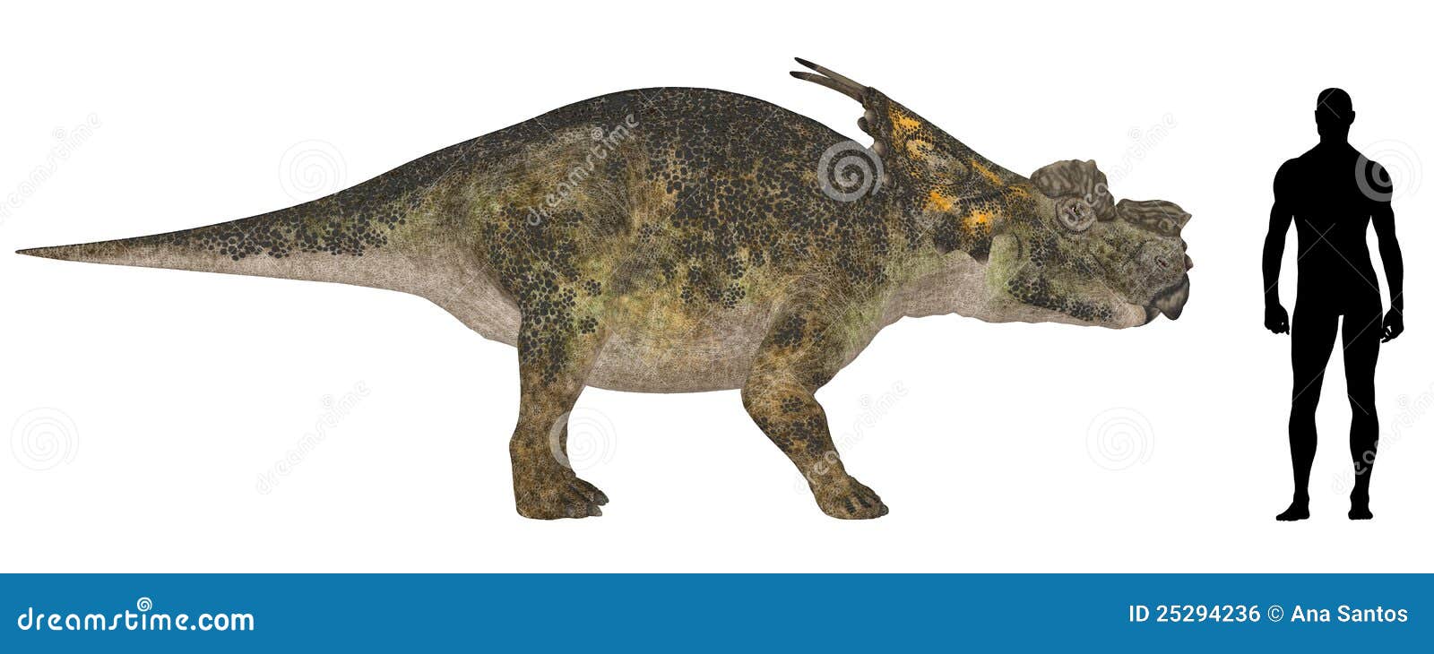 Achelousaurus Size Comparison Stock Illustration - Illustration of ... Achelousaurus Size Comparison Stock Illustration - Illustration of ...