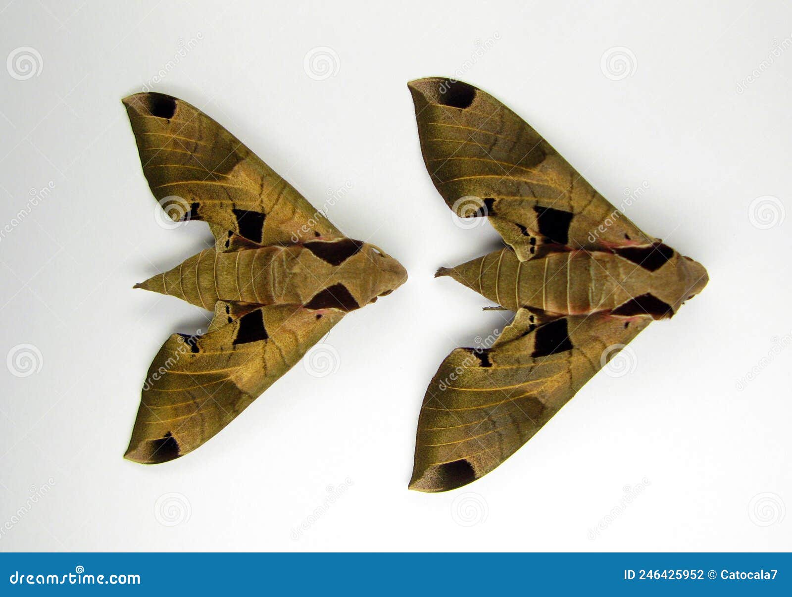 Achemon Sphinx Eumorpha Achemon Hawk Moth Isolated. Sphingidae Stock ...