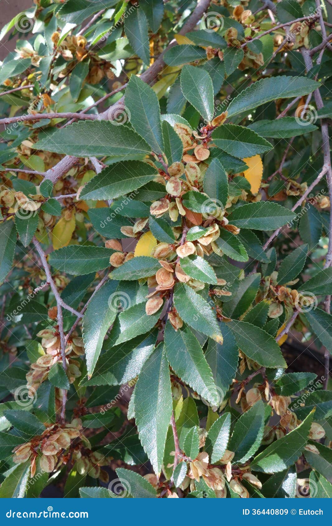 Achene of Chinese Elm stock image. Image of samara, tree - 36440809