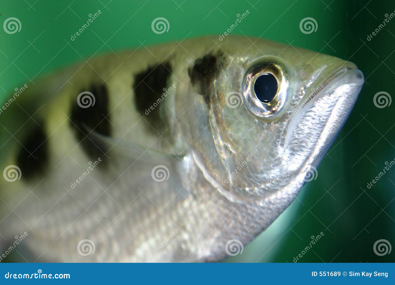 Acher Fish stock image. Image of river, swim, gills, underwater - 551689