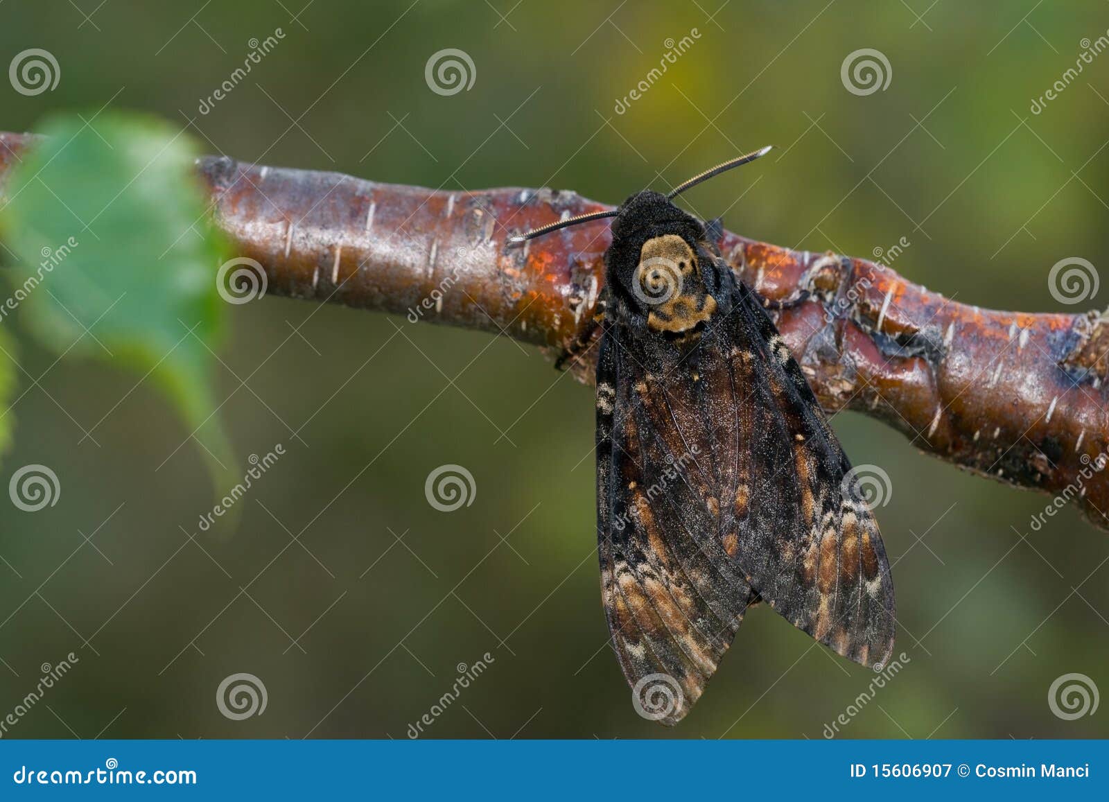 Acherontia atropos stock image. Image of branch, close - 15606907