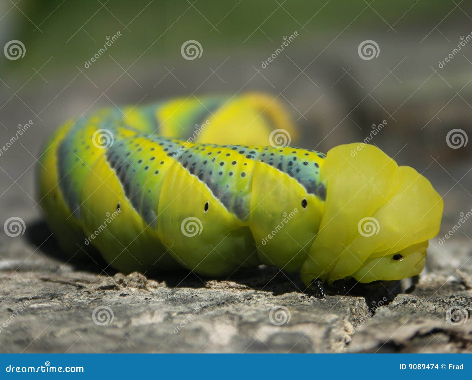 Acherontia Atropos stock photo. Image of lepidoptera, larva - 9089474