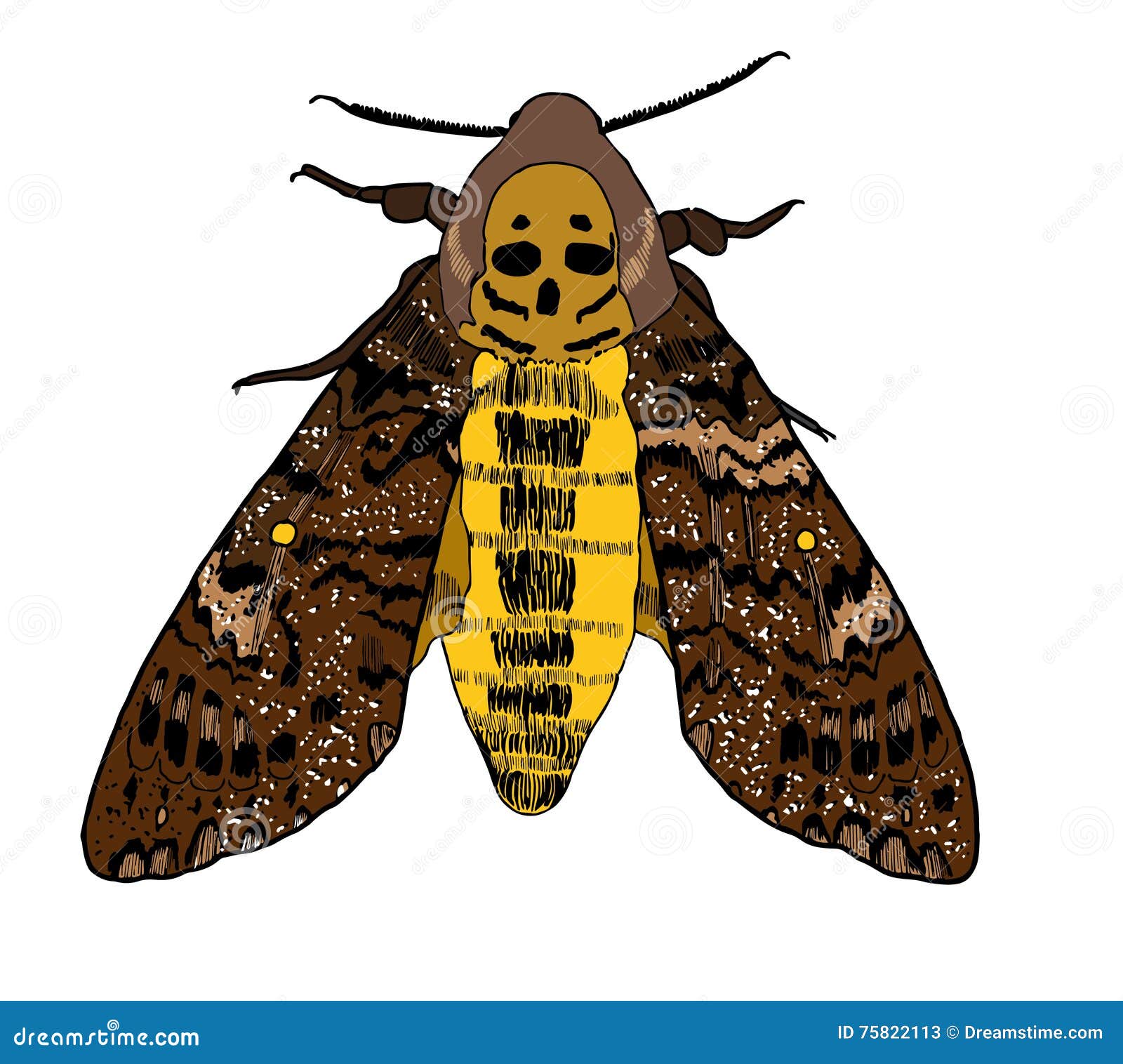 Acherontia atropos stock vector. Illustration of deaths - 75822113