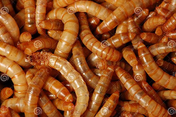 Acheta domesticus stock image. Image of maggots, wallpaper - 2121371