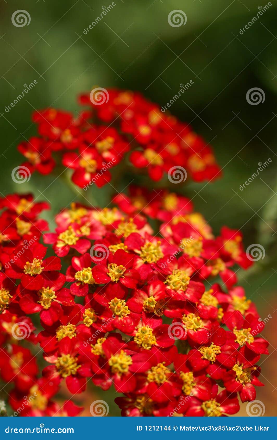 Achillea stock photo. Image of gardens, yarrow, nature - 1212144