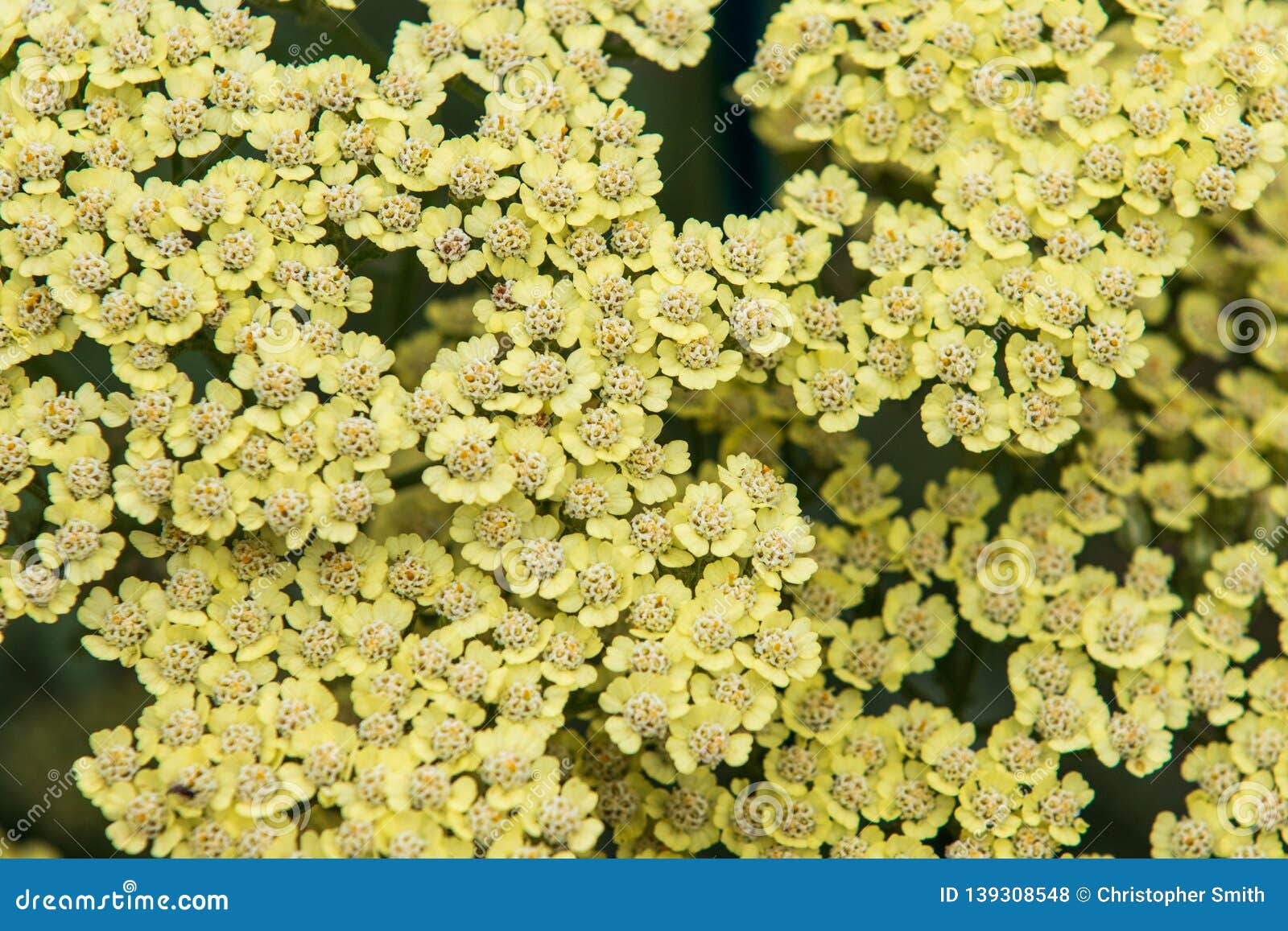 Achillea anthea stock photo. Image of bloom, green, healthy - 139308548