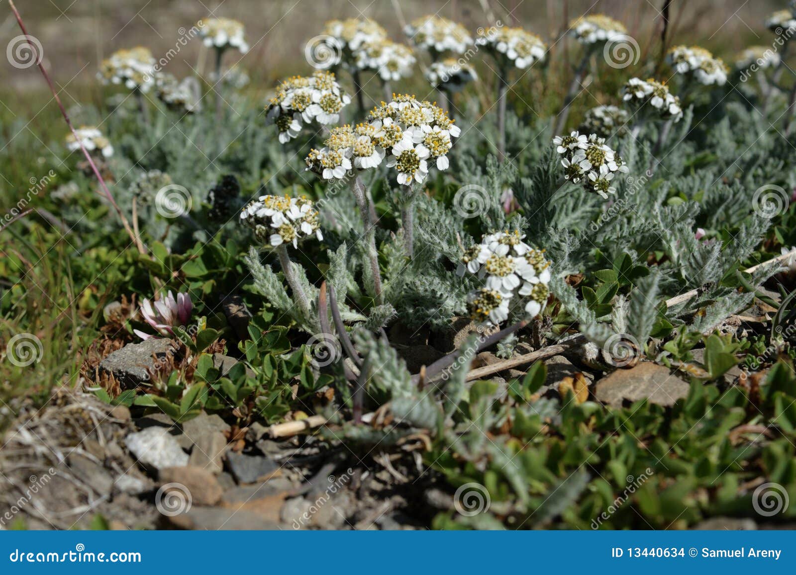 Achillea nana stock photo. Image of wild, yarrow, flowering - 13440634