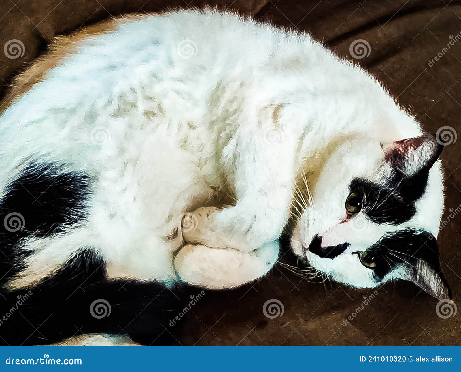 Achilles the gladiator cat stock photo. Image of textile - 241010320