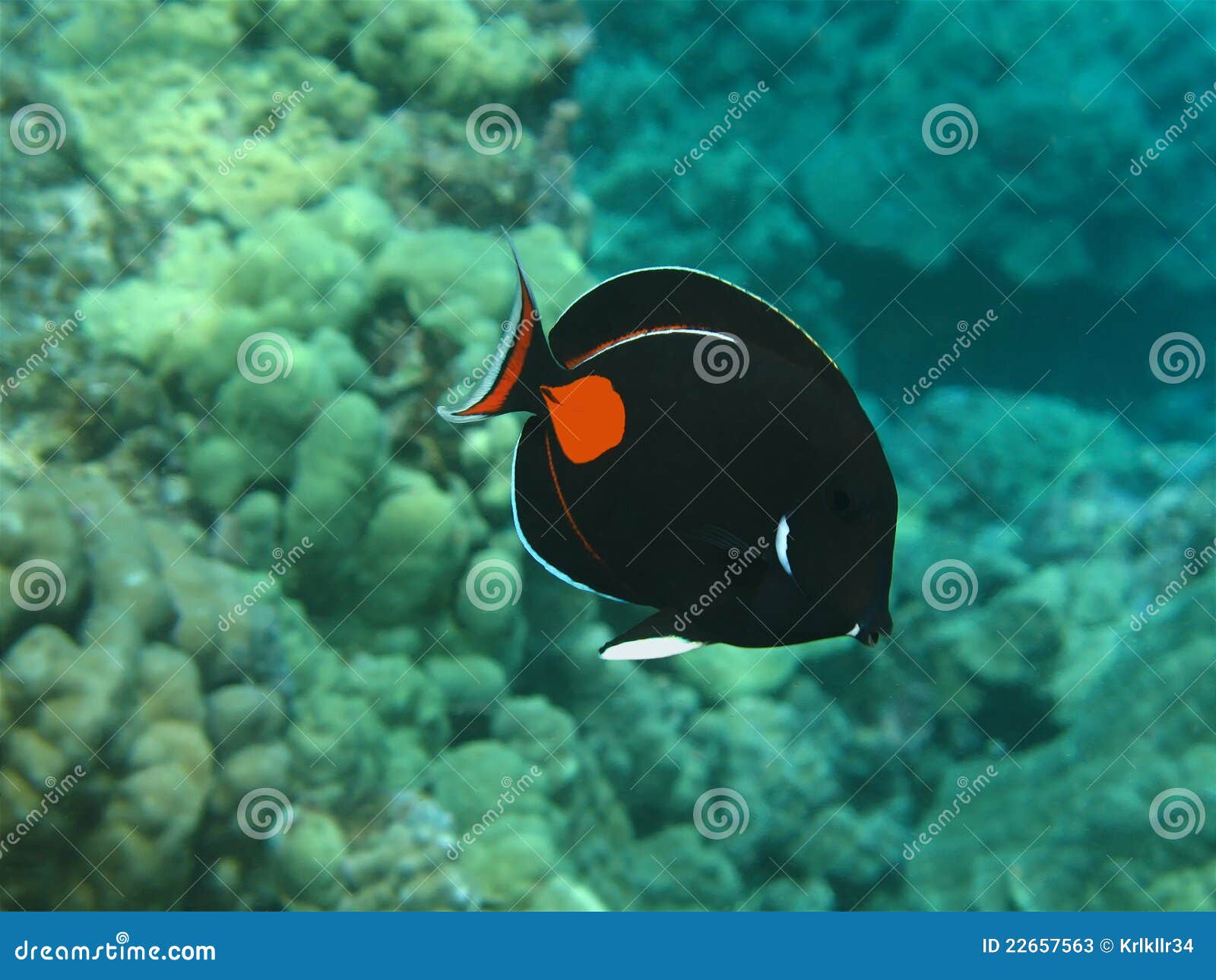 Achilles Tang (Pa kui kui) stock image. Image of ocean - 22657563