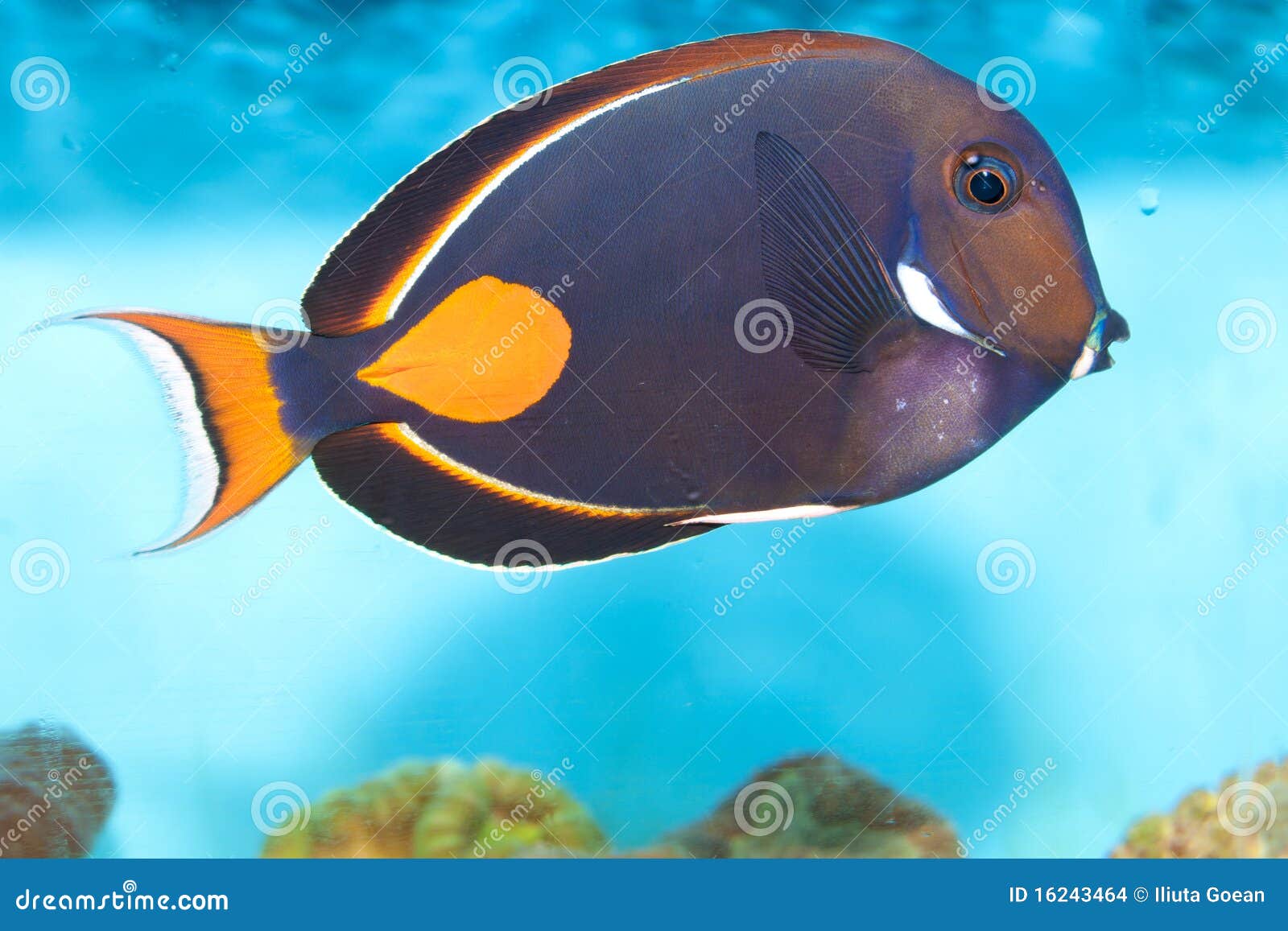 Achilles Tang or Surgeon Fish Stock Photo - Image of reef, water: 16243464
