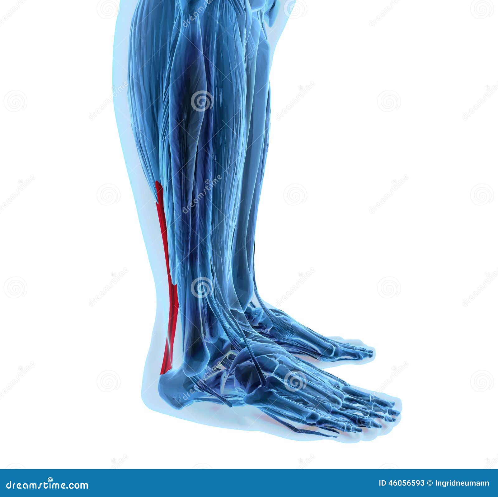 Achilles Tendon with Lower Leg Muscles Stock Illustration ...