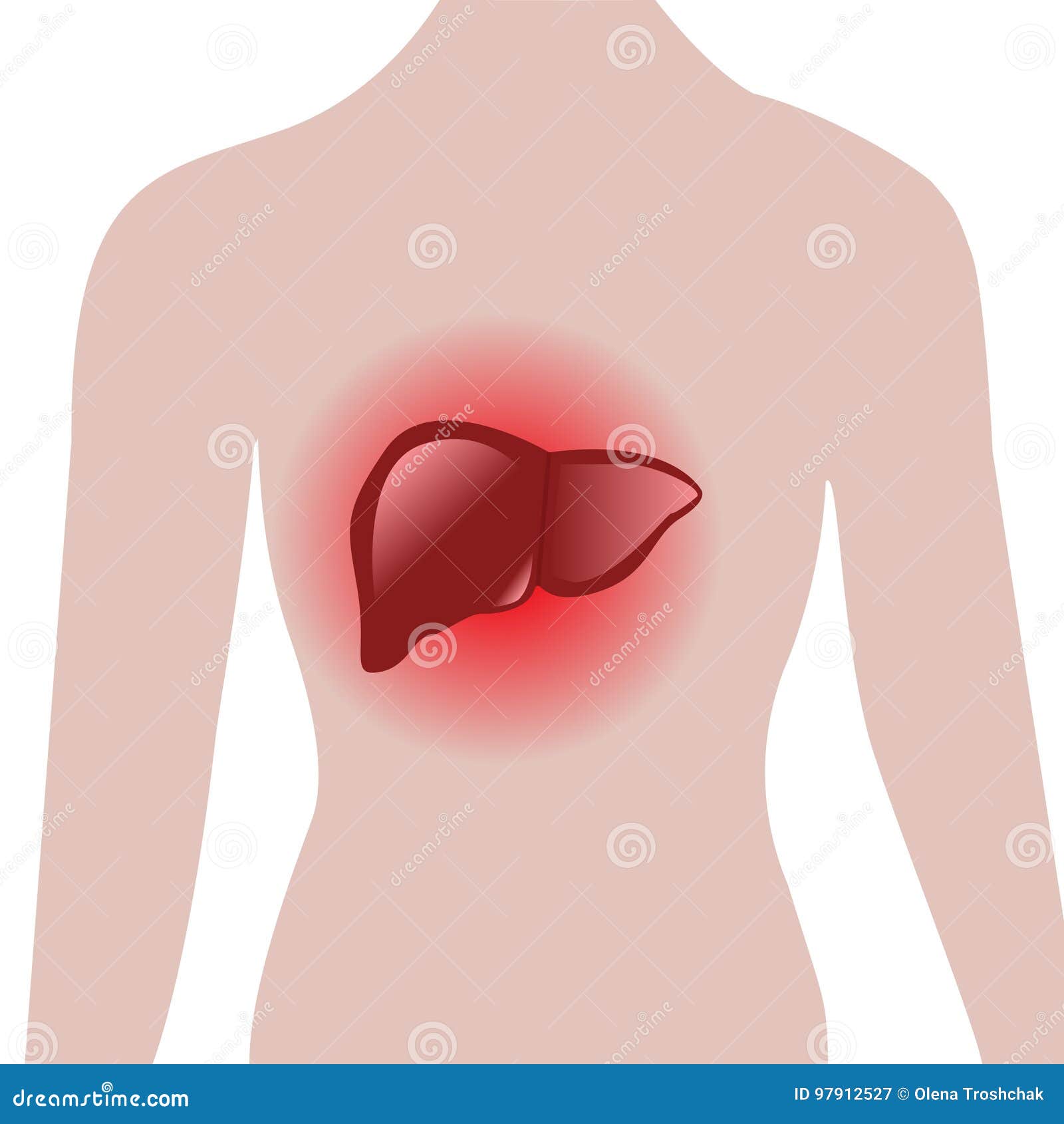 Liver On Man Body Silhouette Vector Medical Illustration Isolated On ...