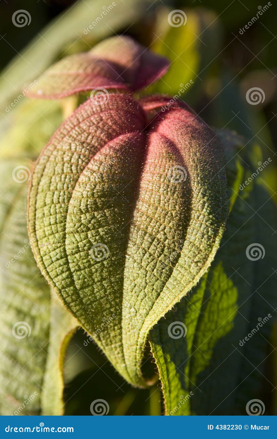 Achiote Flower stock photo. Image of plants, close, flowers - 4382230