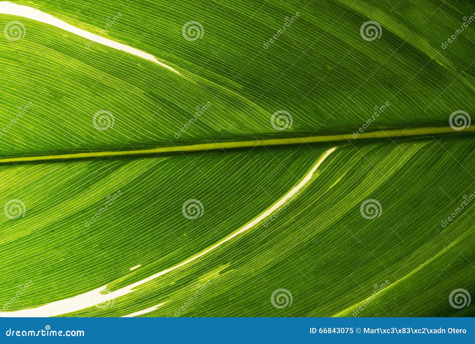 A achira leaf stock image. Image of close, flora, european - 66843075