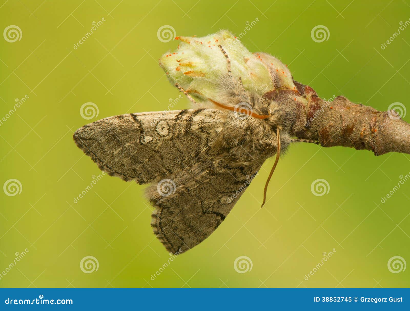 Achlya flavicornis stock image. Image of insect, makro - 38852745