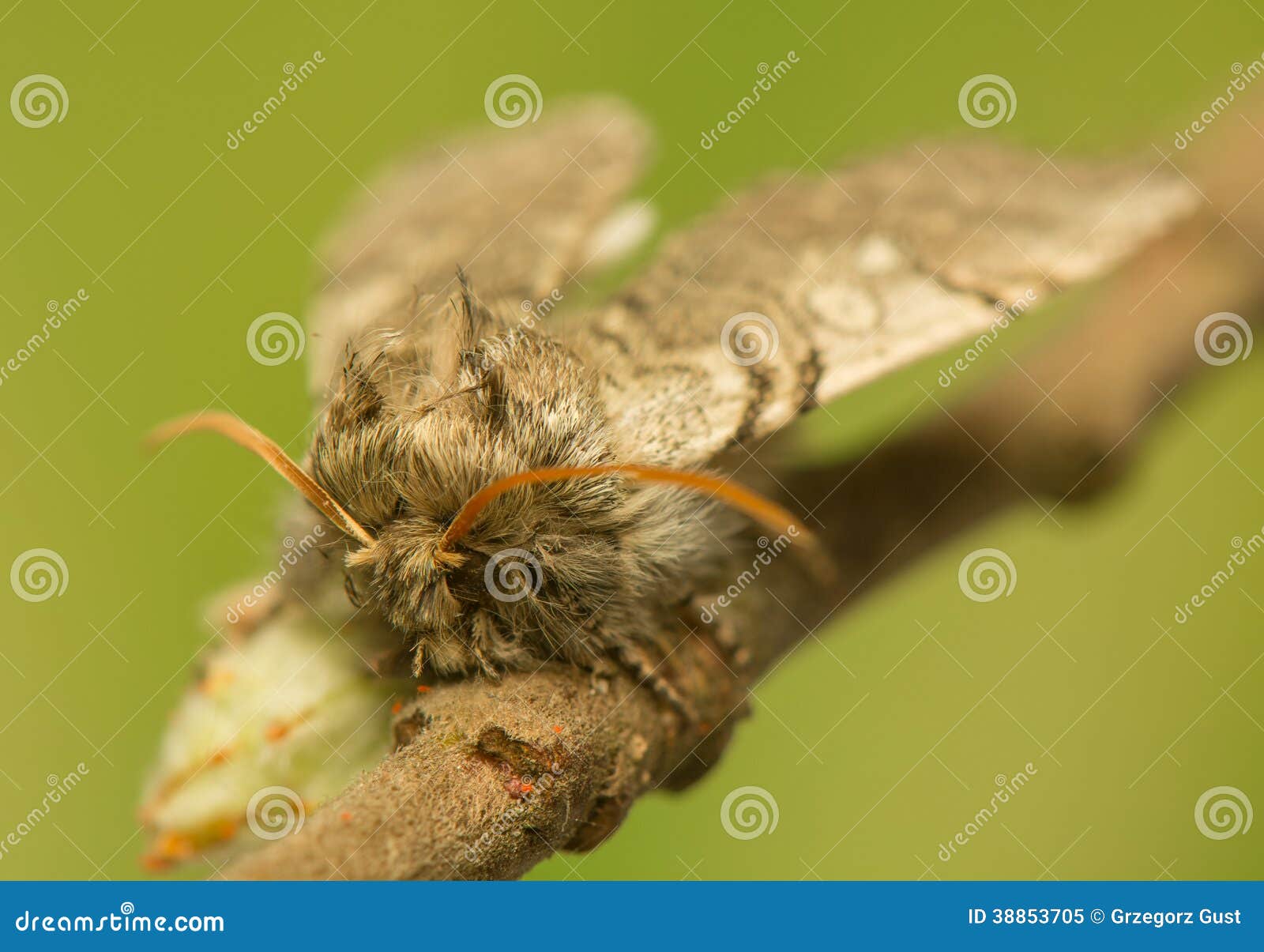 Achlya flavicornis stock image. Image of wildlife, flavicornis - 38853705