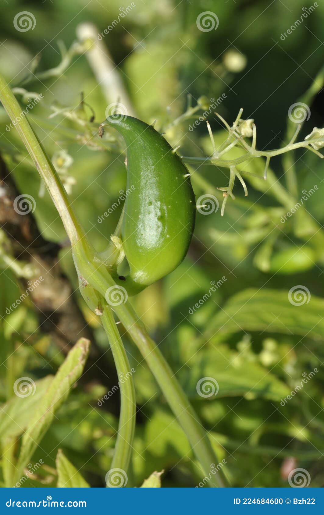 Achocha Growing in a Garden Stock Photo - Image of wild, vegetarian ...
