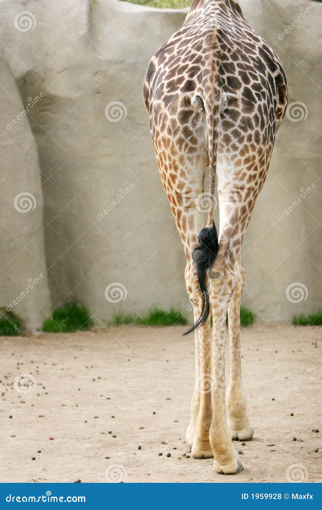 Achter van een giraf stock foto. Image of dierentuin, zoogdier - 1959928