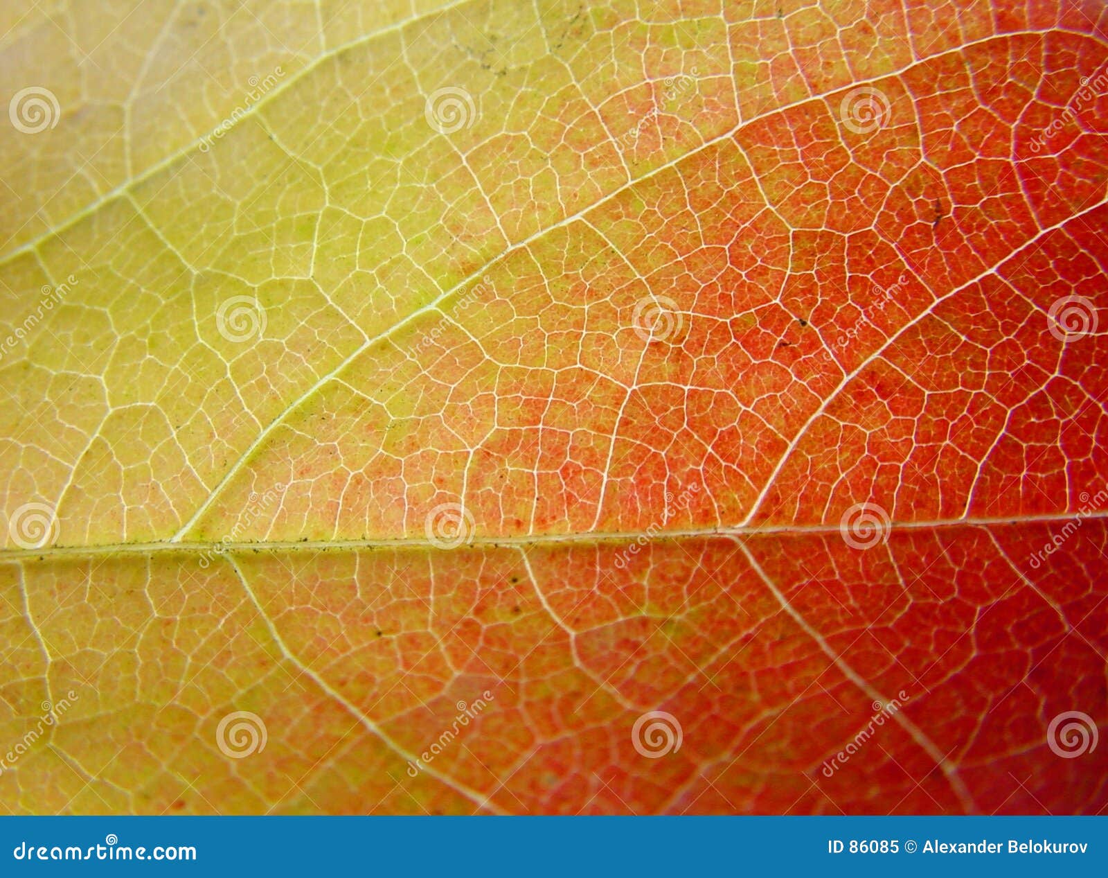 Achtergrond Blad in Groen, Geel En Rood Stock Afbeelding - Image of ...