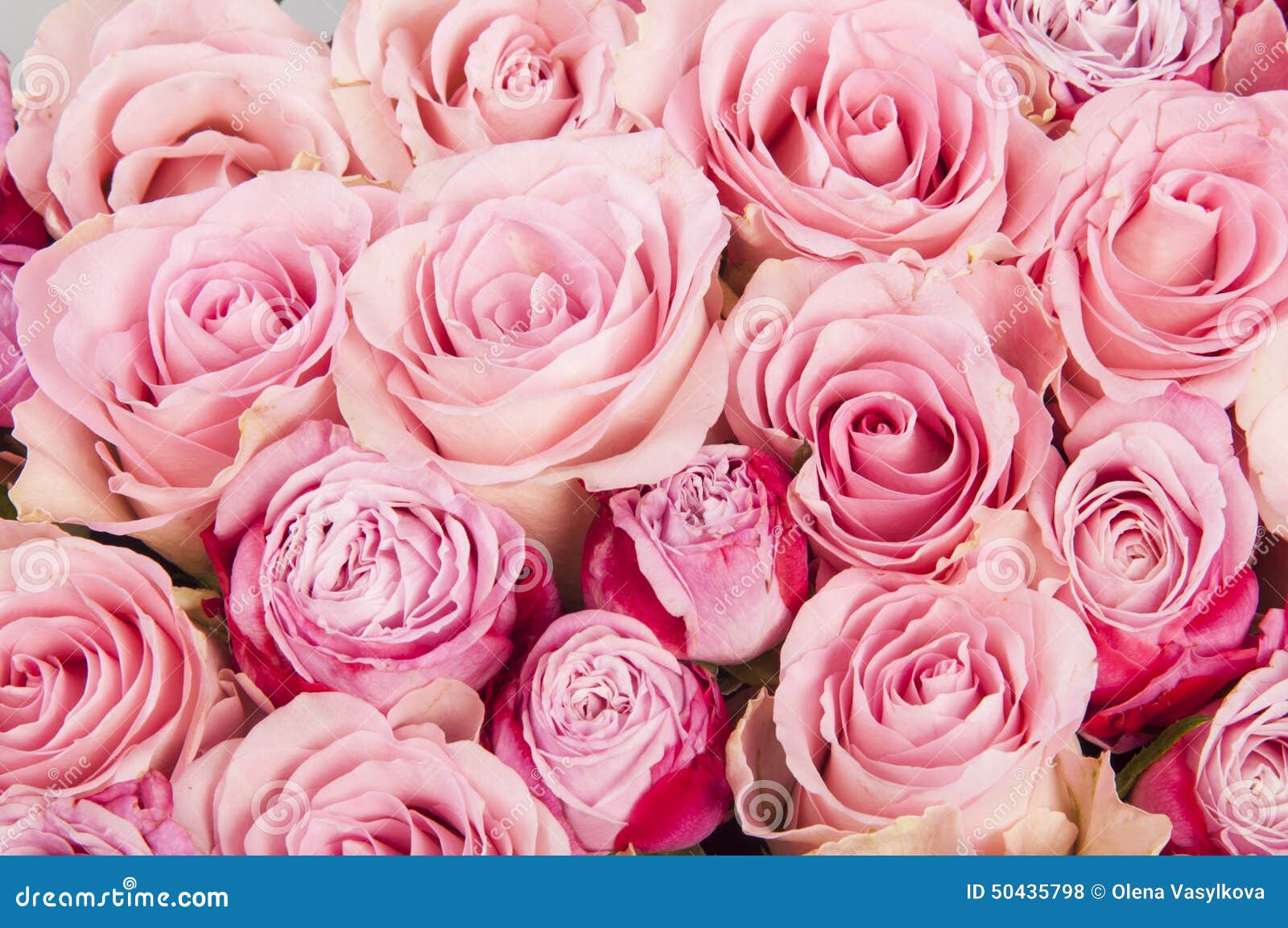 Achtergrond Met Mooie Roze Rozen Stock Foto - Image of baan, wapen ...