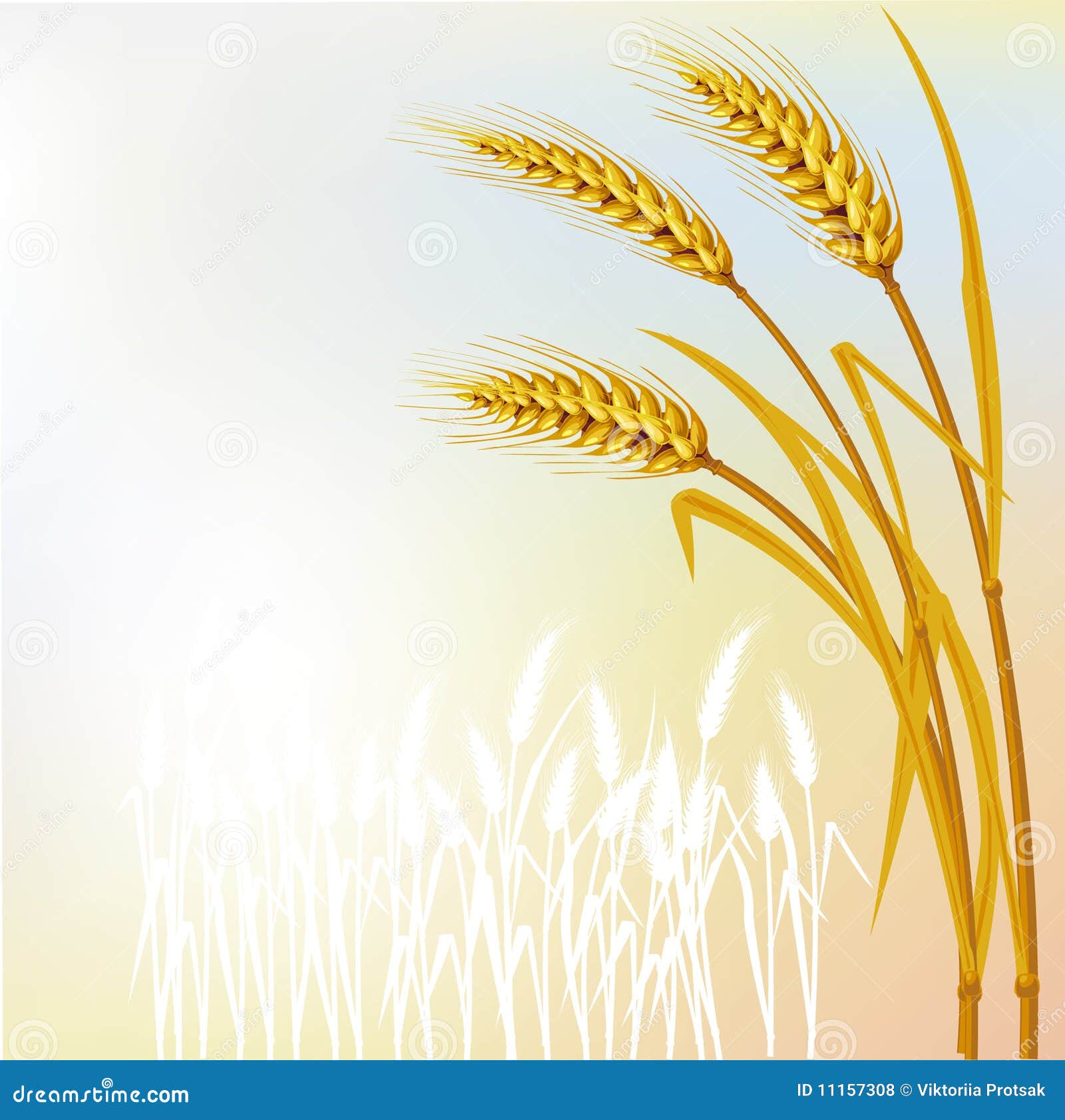 Achtergrond met tarwe vector illustratie. Illustration of zaad - 11157308