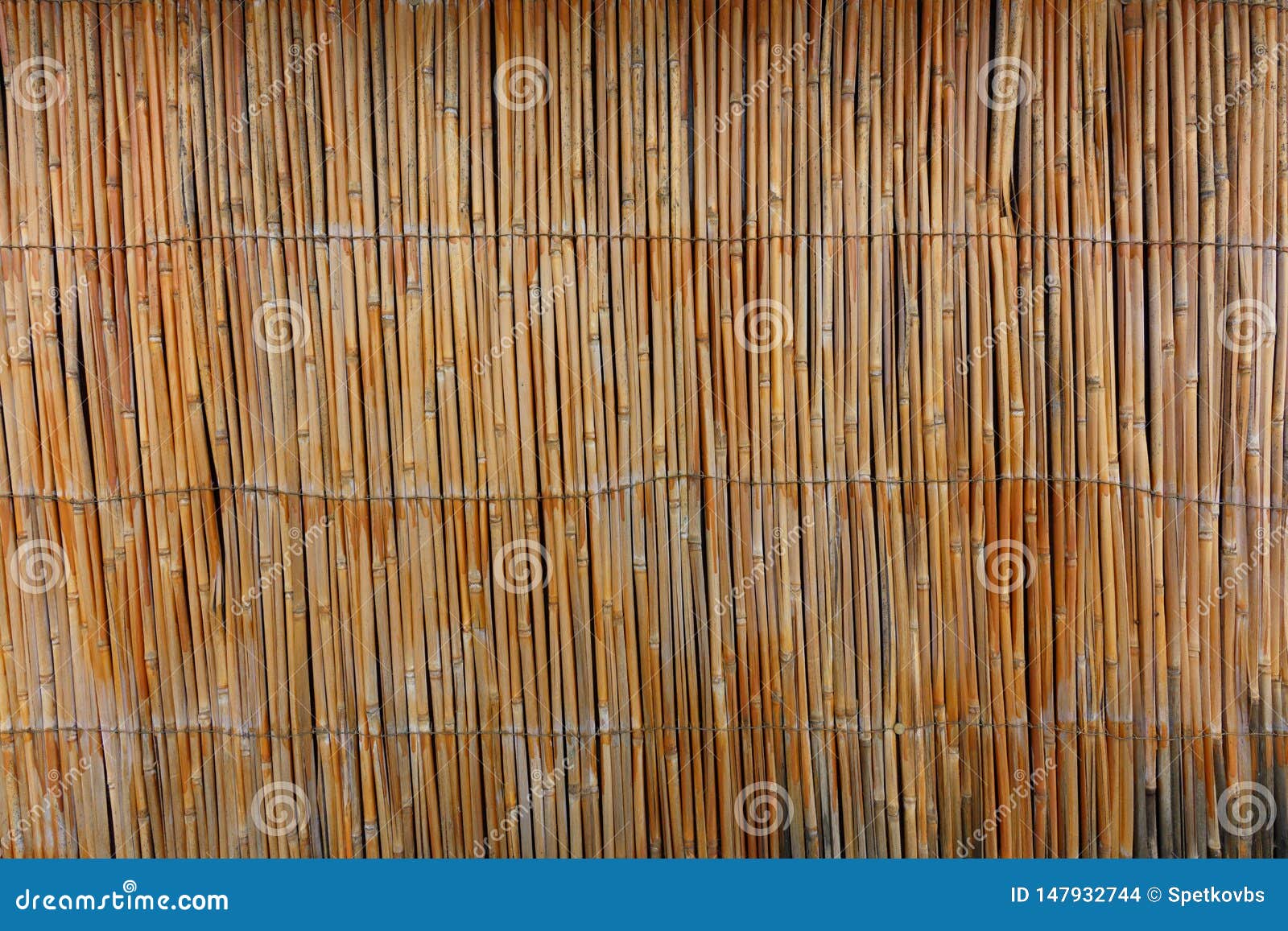 Achtergrond Van Riet De Textuur Van Het Riet Stock Foto - Image of ...