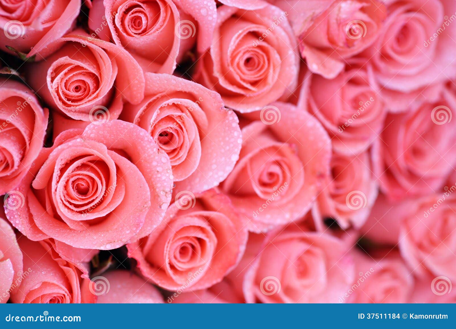 Achtergrond van roze rozen stock foto. Image of vervagen - 37511184