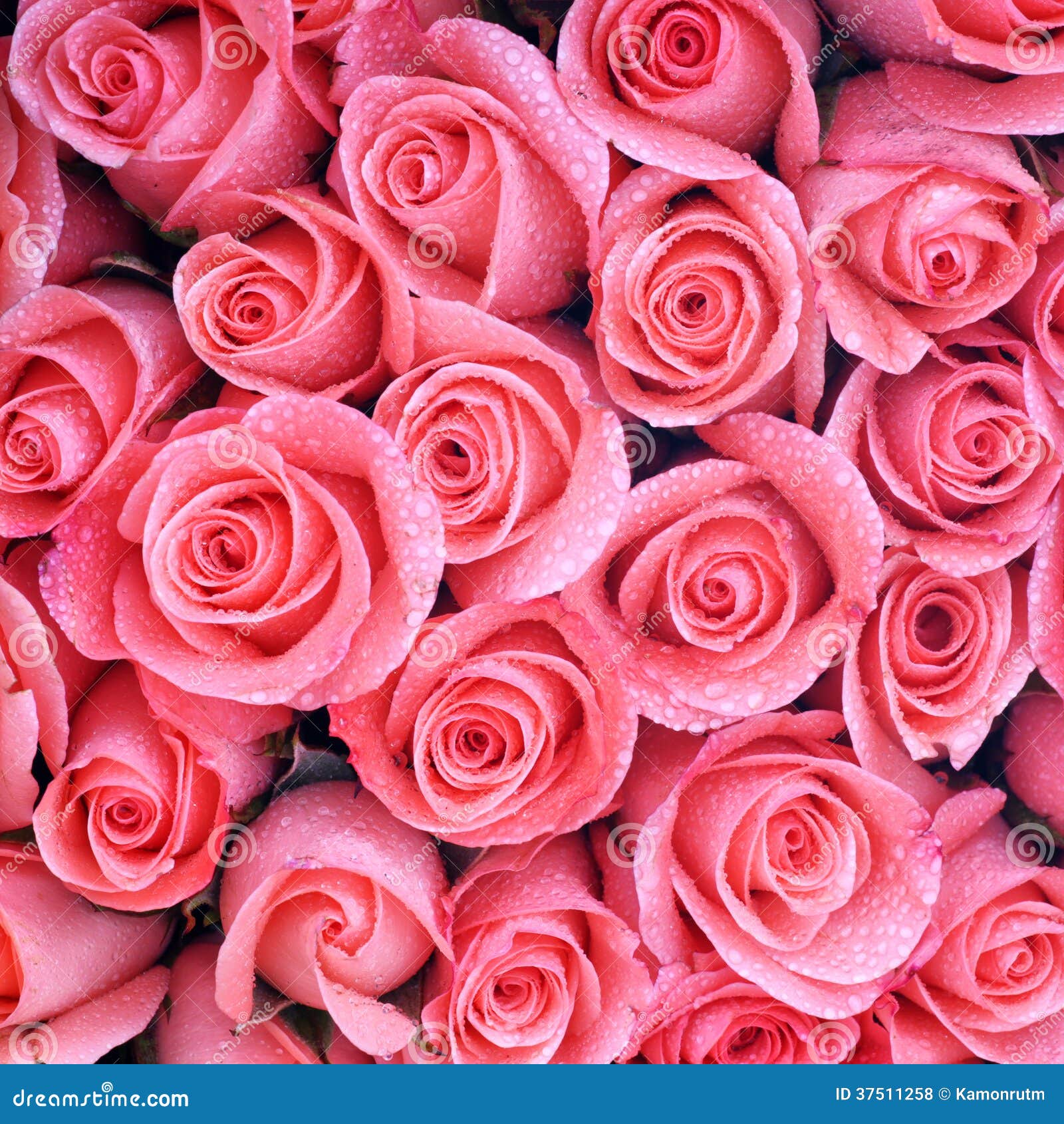 Achtergrond van roze rozen stock foto. Image of velen - 37511258