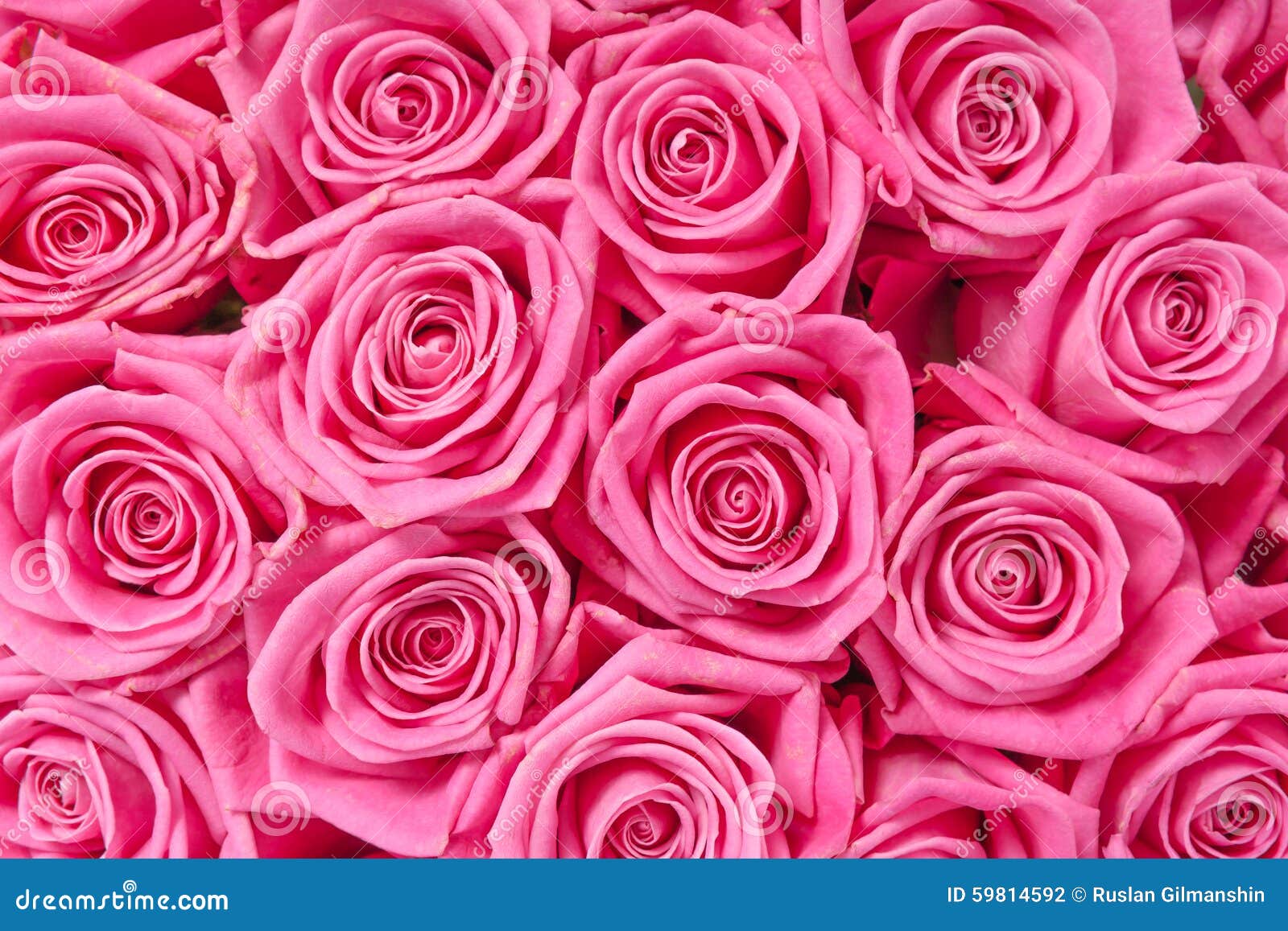 Achtergrond van roze rozen stock foto. Image of bloem - 59814592
