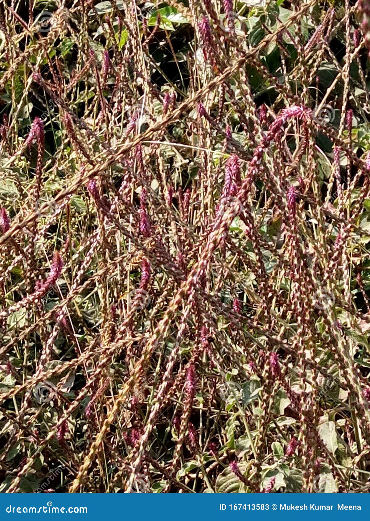 Achyranthes Aspera, Apamarg, Planta Medicinal Imagem de Stock - Imagem ...