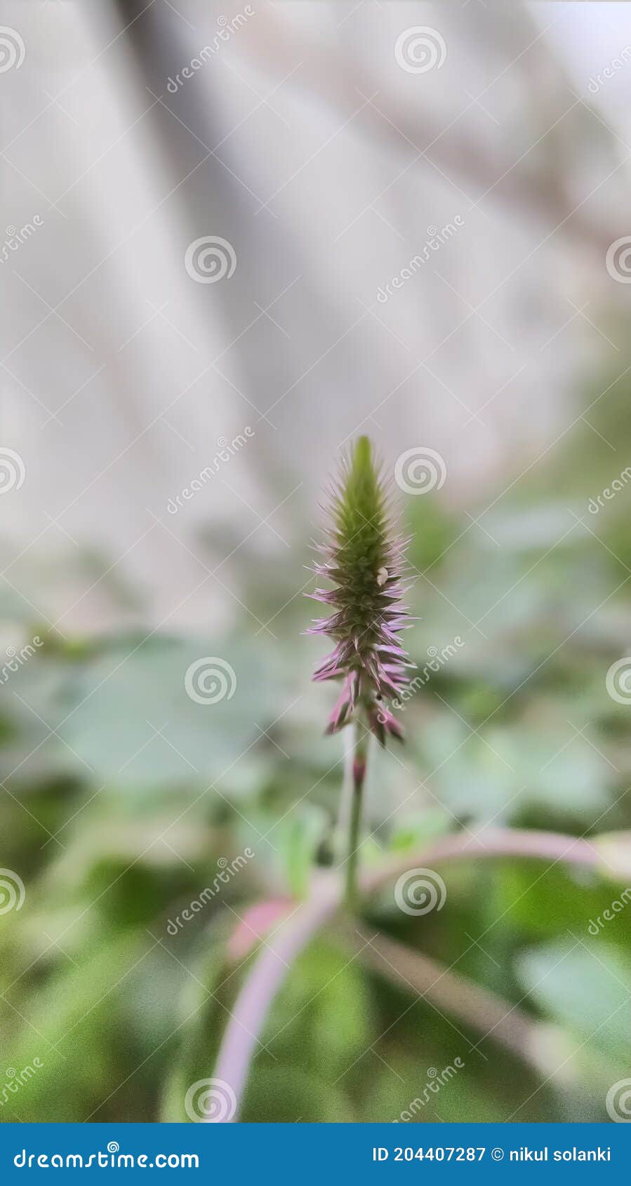 Achyranthes Aspera Species Plant Stock Image - Image of branch, nature ...