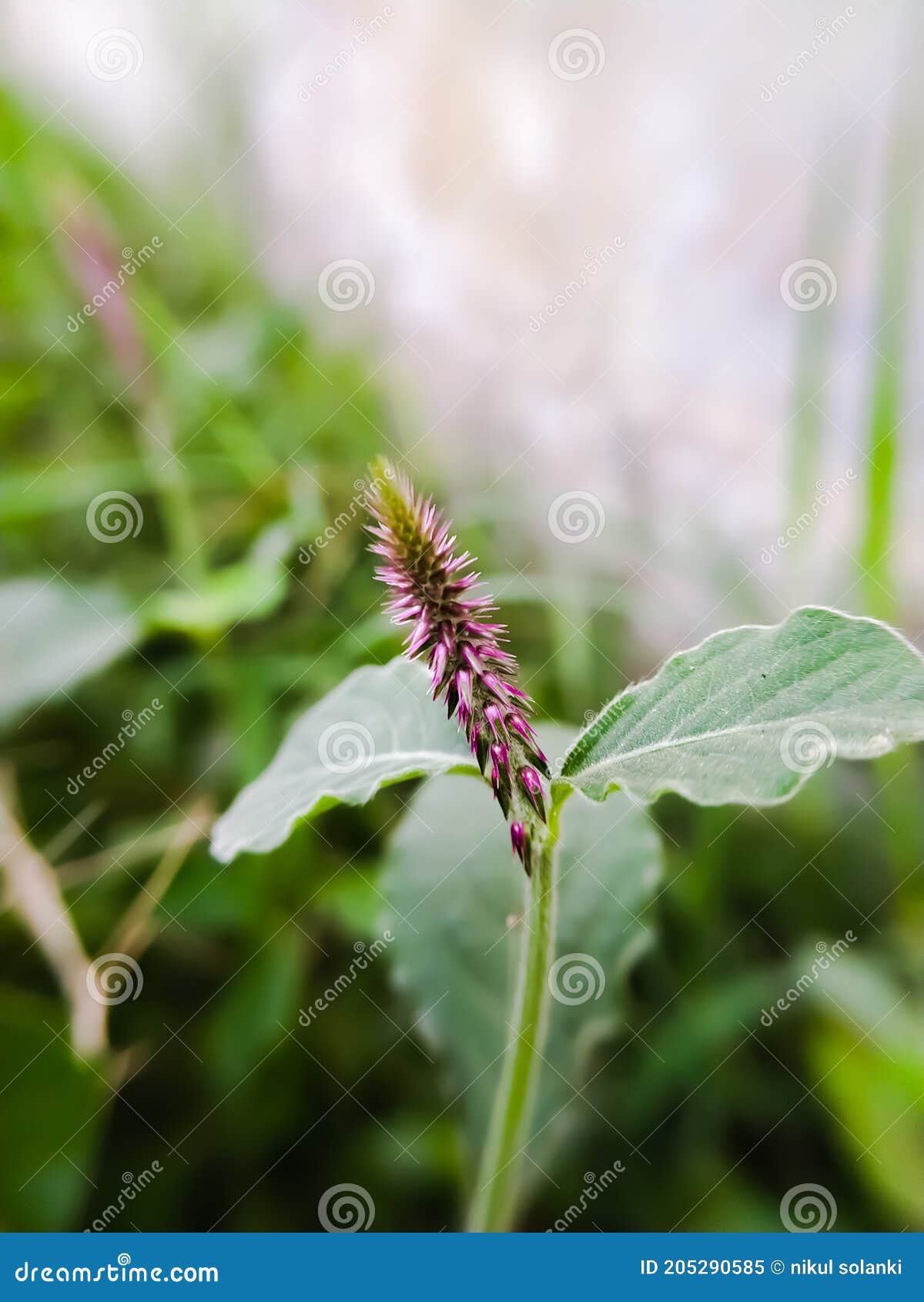 Achyranthes Aspera Species Plant Stock Image - Image of insect, plant ...