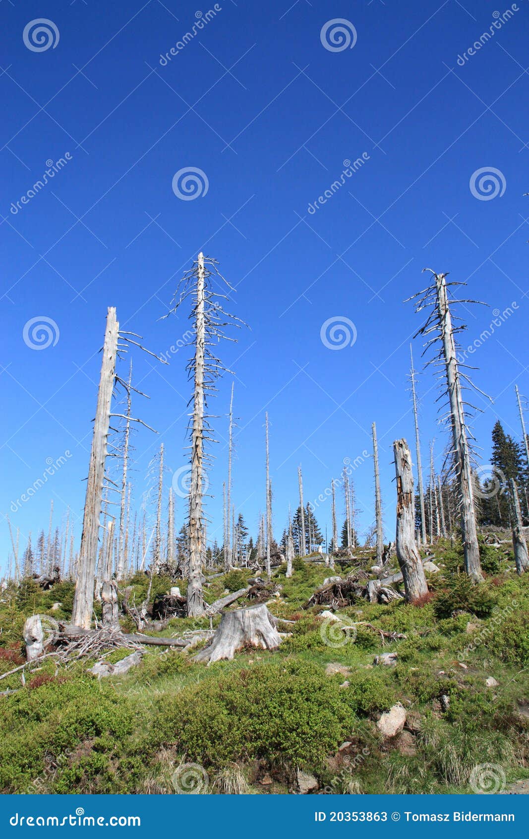 Acid Rain Effects On Plants And Trees