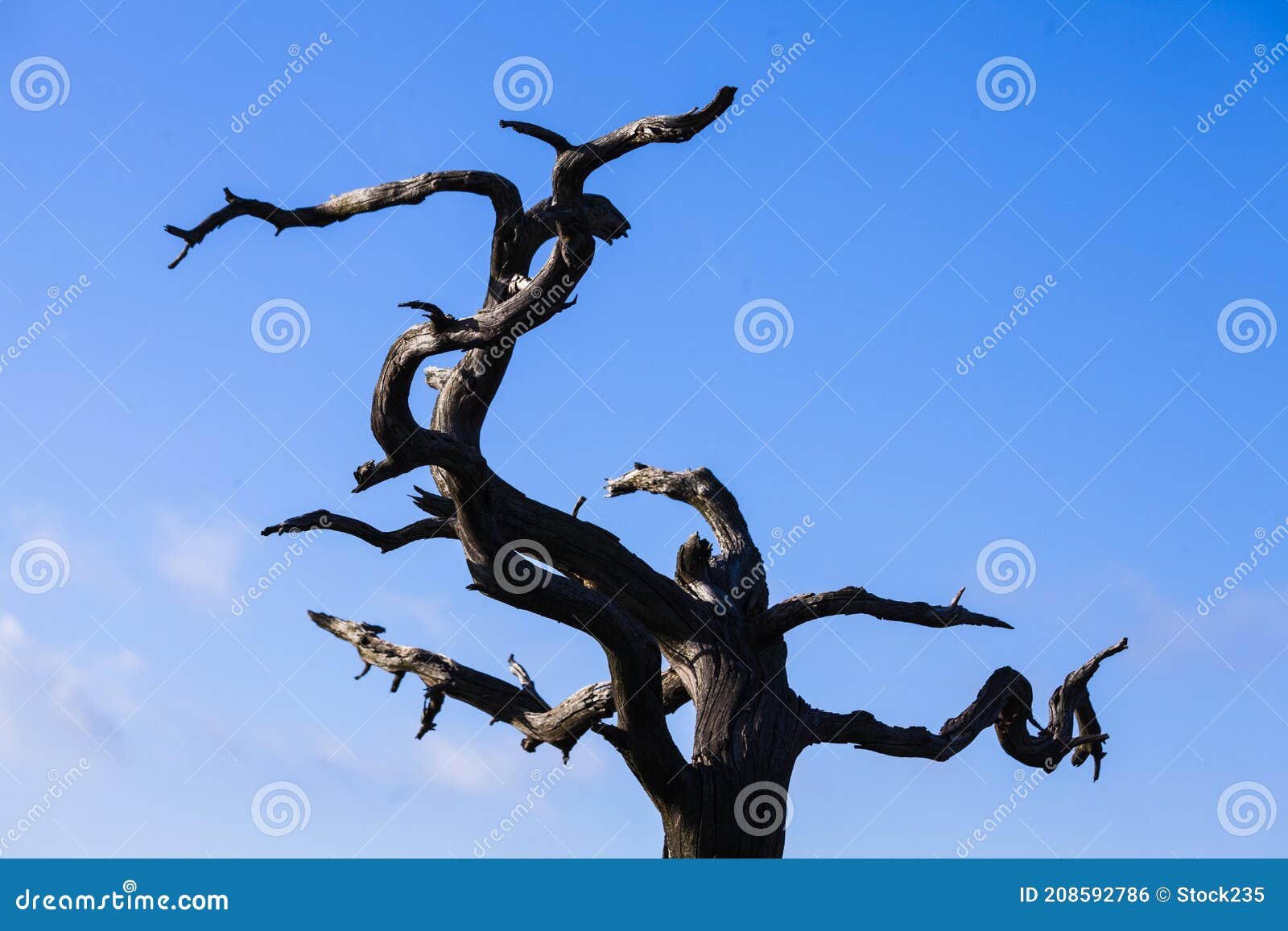 Acid Rain Leads To Tree Deaths Stock Photo - Image of dead, change ...