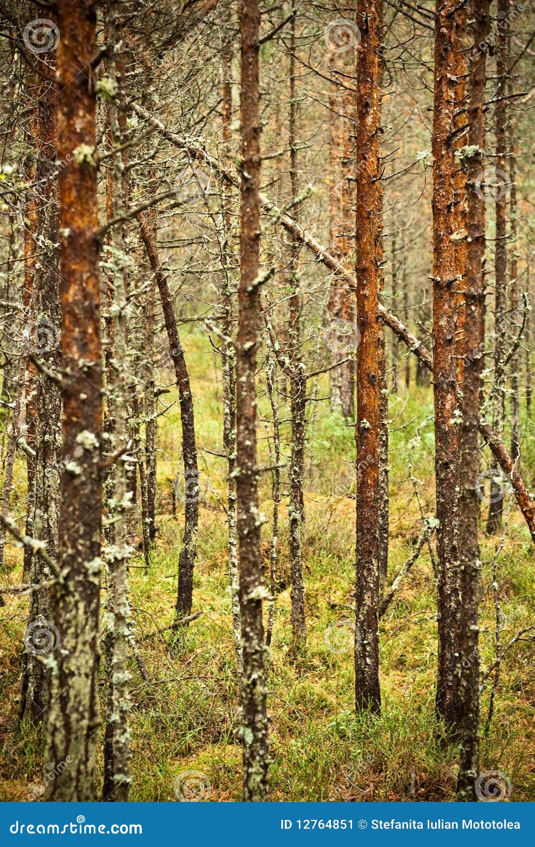 Acid swamp forest stock image. Image of branch, environment - 12764851