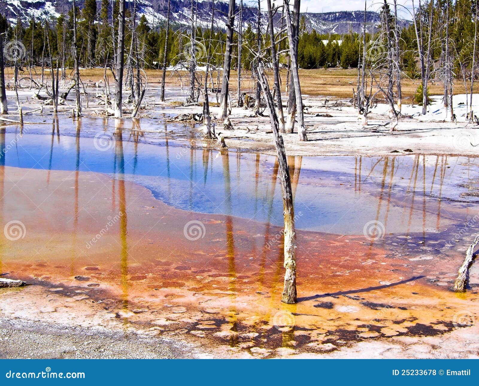 Acid Trees stock photo. Image of algae, steam, footprints - 25233678