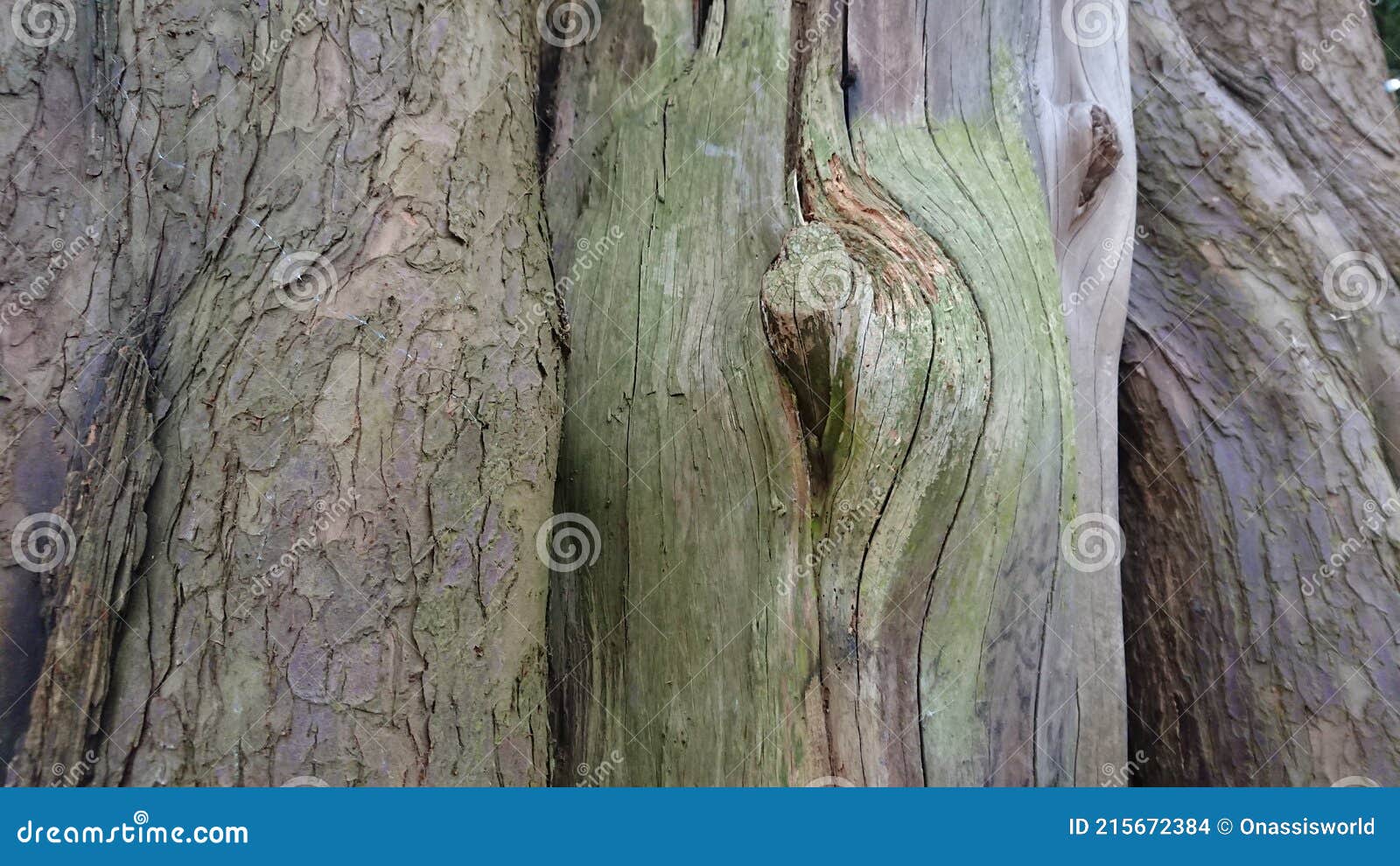 Acient Dry Forest Tree Closeup Stock Photo - Image of closeup, acient ...