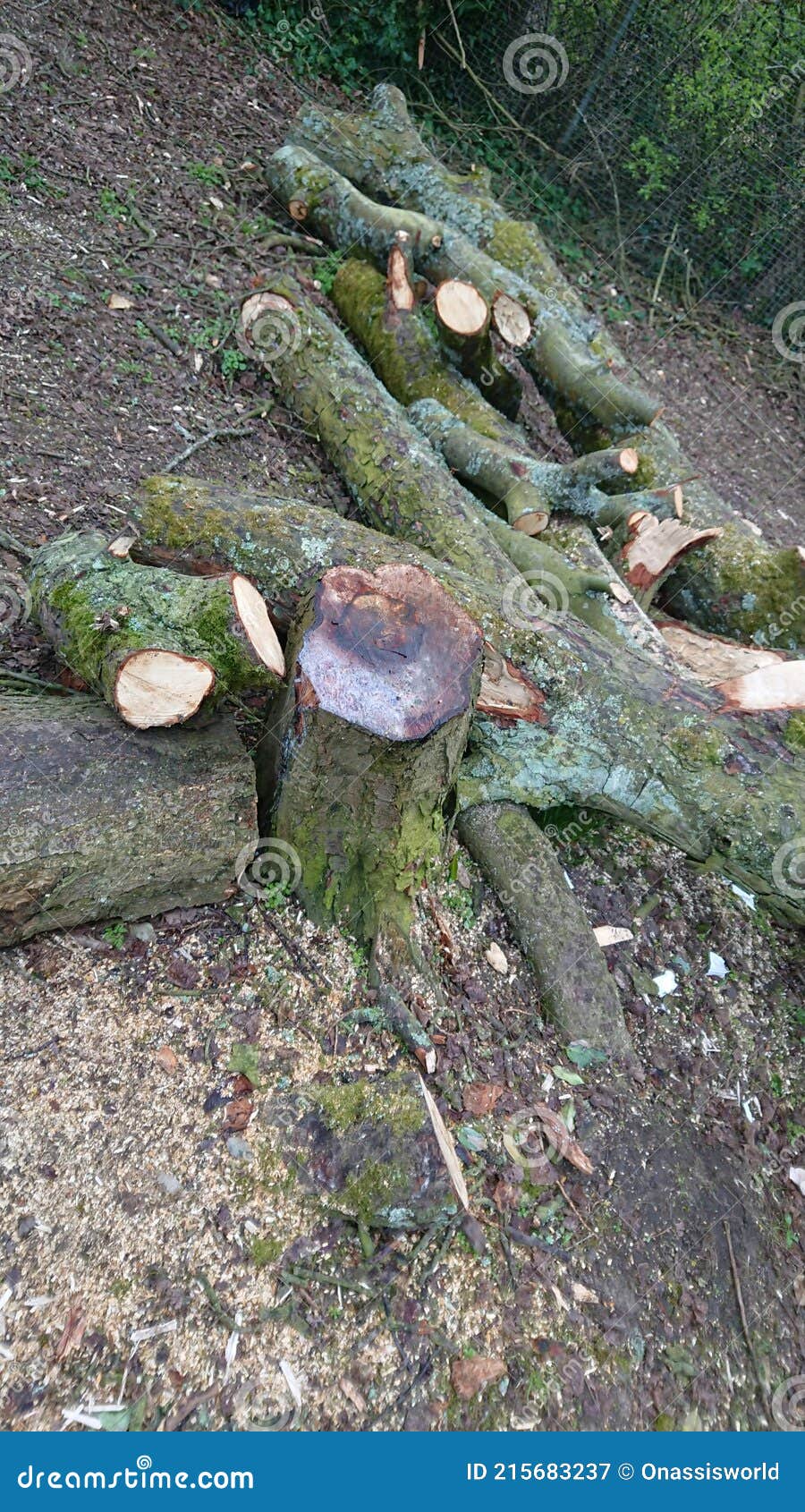 Cut Forest Tree Parts Logs stock image. Image of logs - 215683237