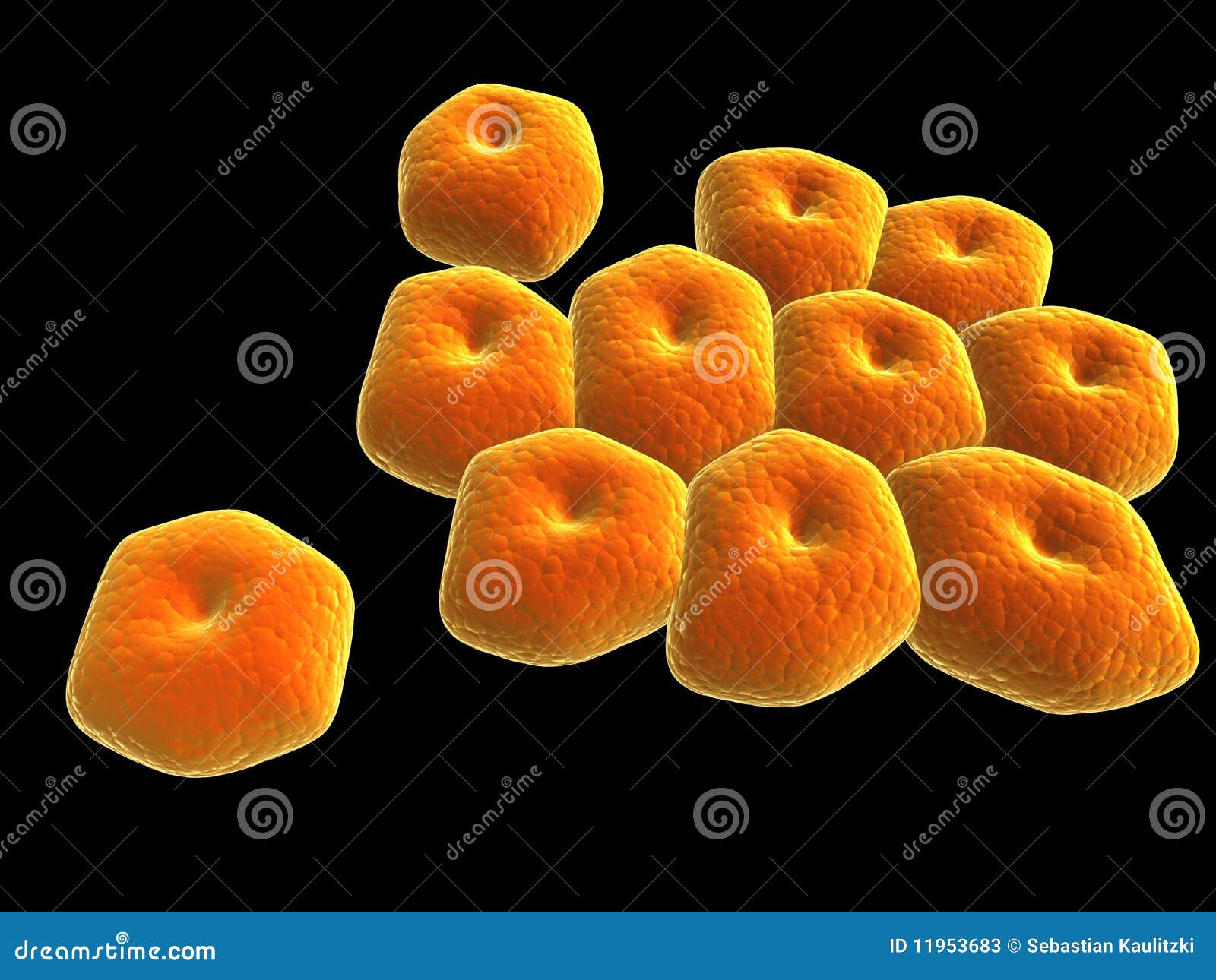 Acinetobacter stock illustration. Illustration of lwoffi - 11953683 Acinetobacter stock illustration. Illustration of lwoffi - 11953683