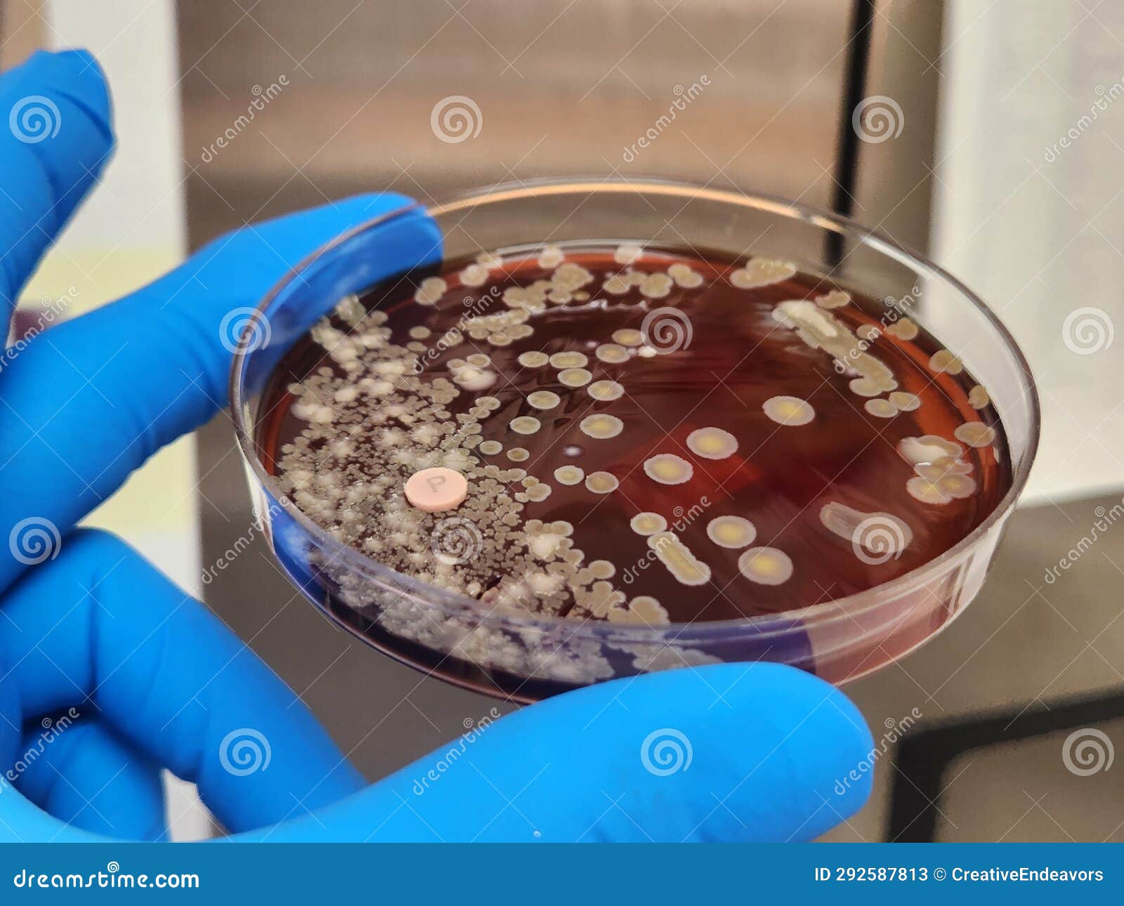 Acinetobacter Antibiotic Resistant Bacterial Colonies on Agar Plate ...