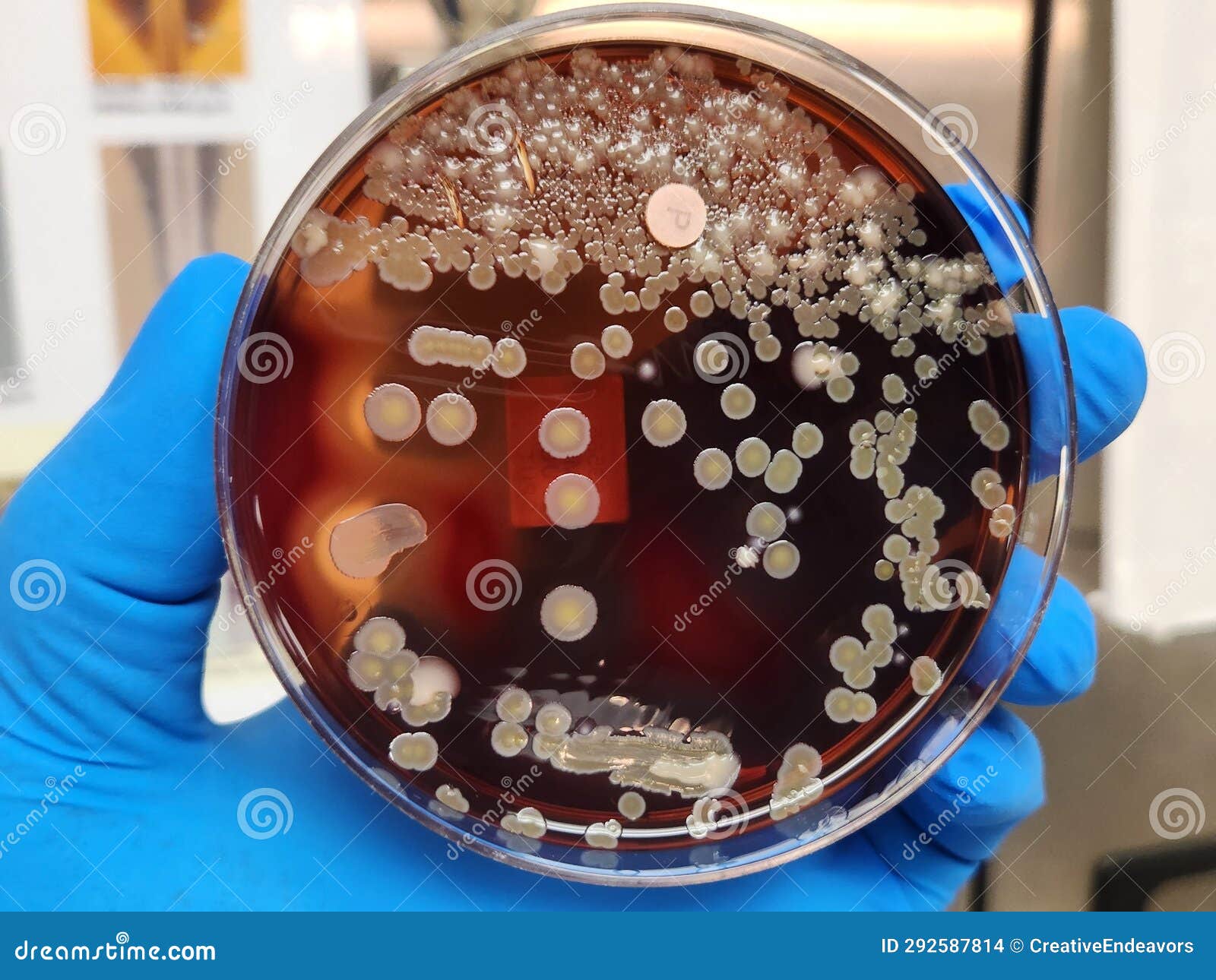 Acinetobacter Antibiotic Resistant Bacterial Colonies on Agar Plate ... Acinetobacter Antibiotic Resistant Bacterial Colonies on Agar Plate ...