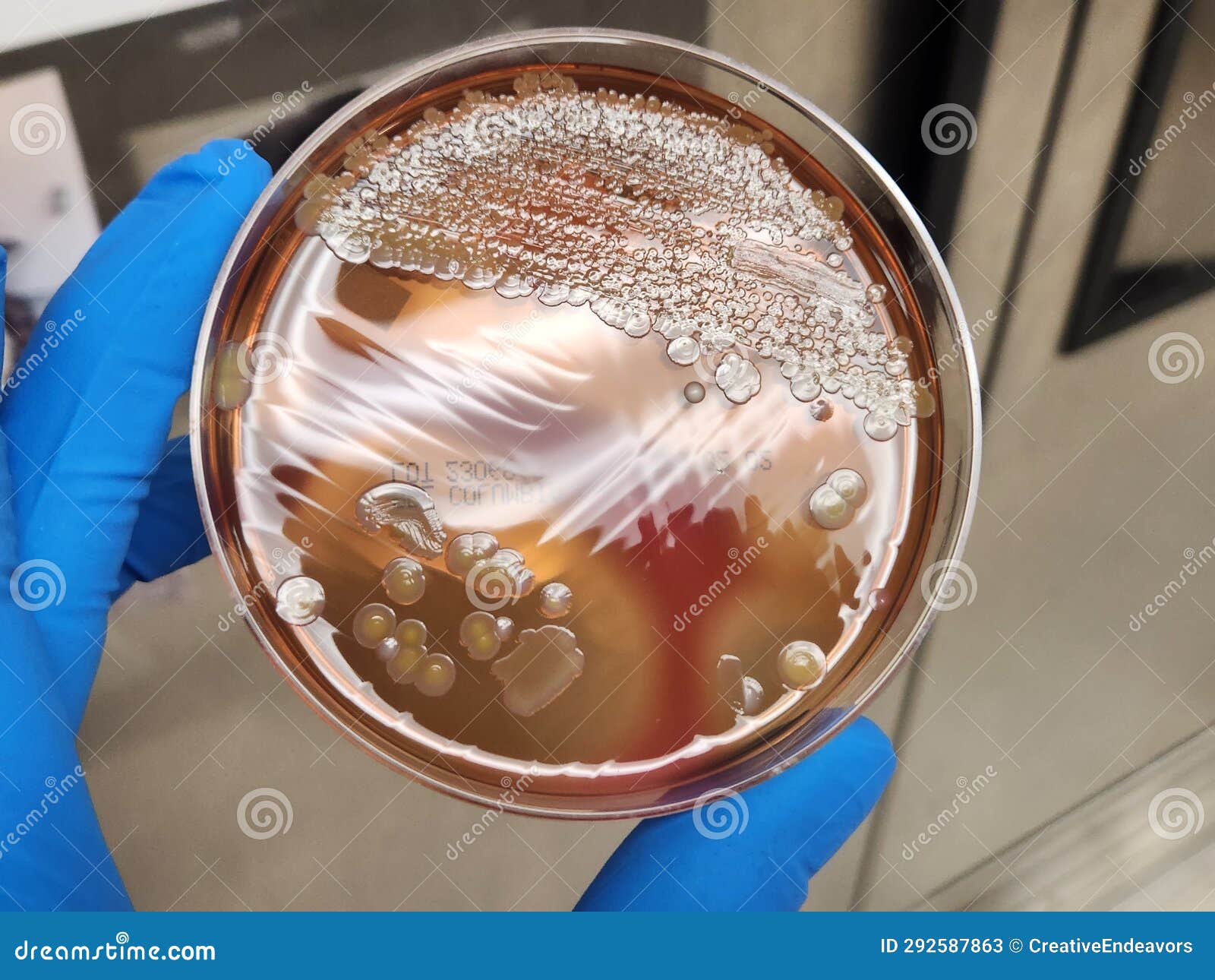 Acinetobacter Hemolytic Bacterial Colonies on Agar Plate Stock Image ...