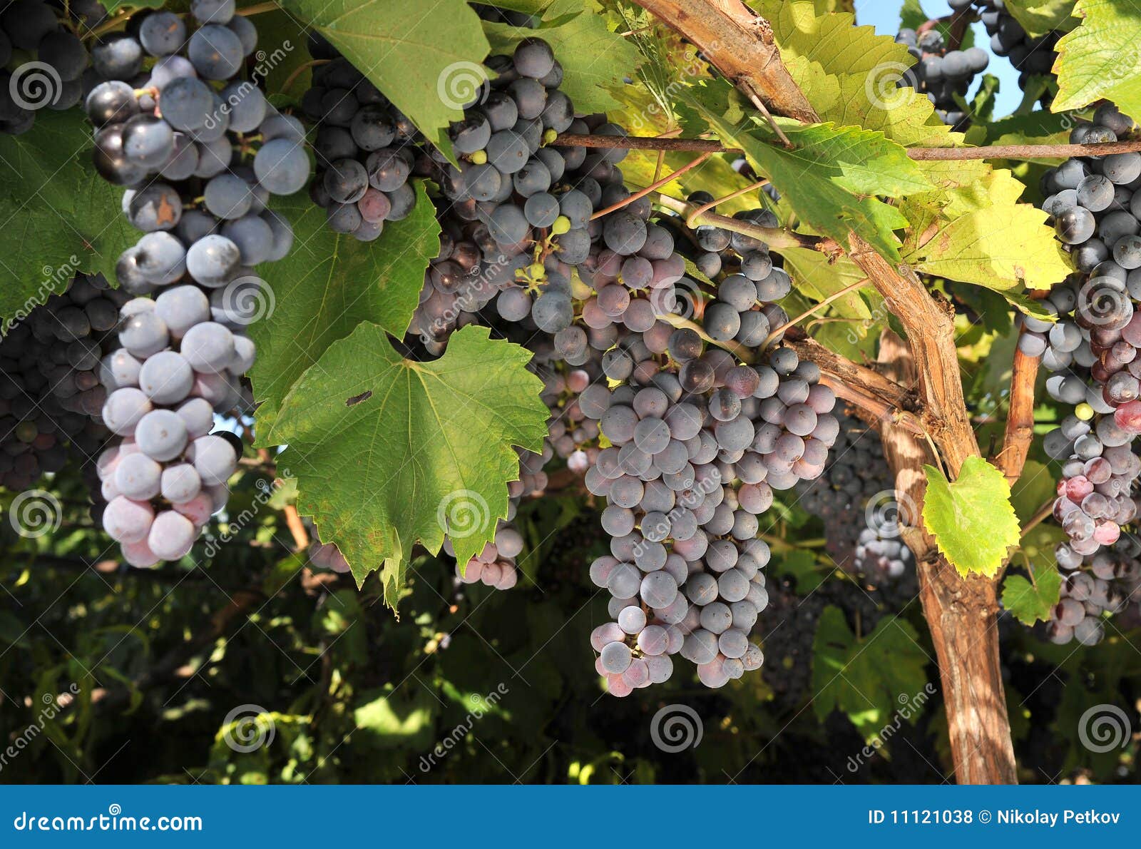 Acino d'uva fotografia stock. Immagine di verde, industria - 11121038
